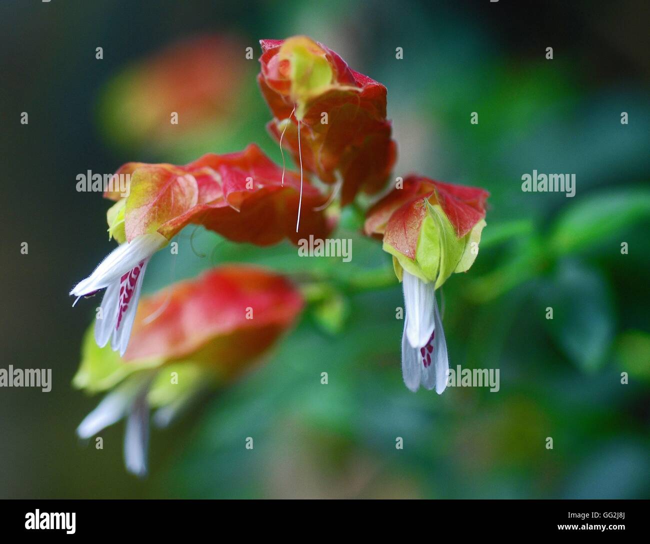 Justicia brandegeana hi-res stock photography and images - Alamy