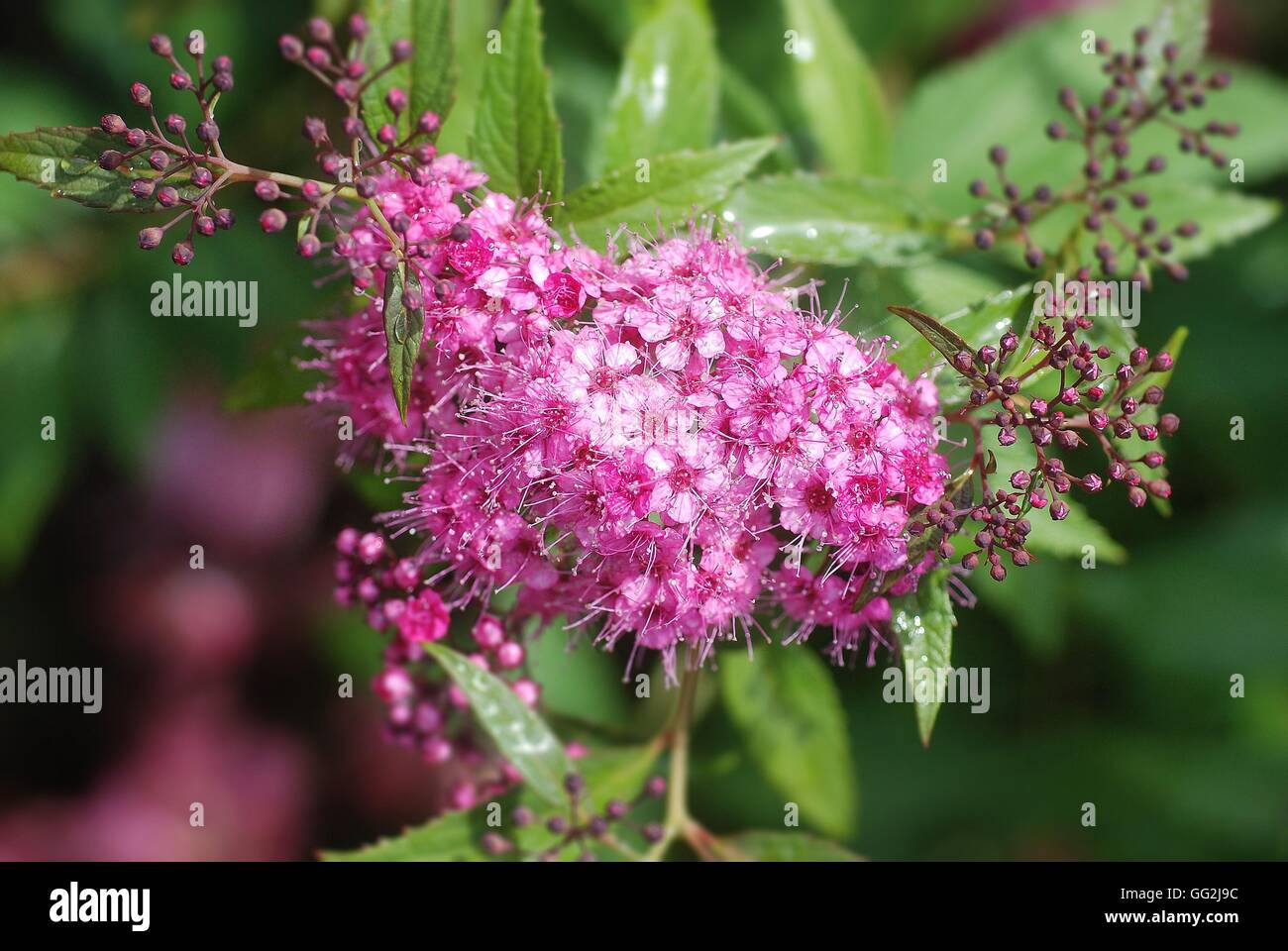 Filipendula purpurea hi-res stock photography and images - Alamy