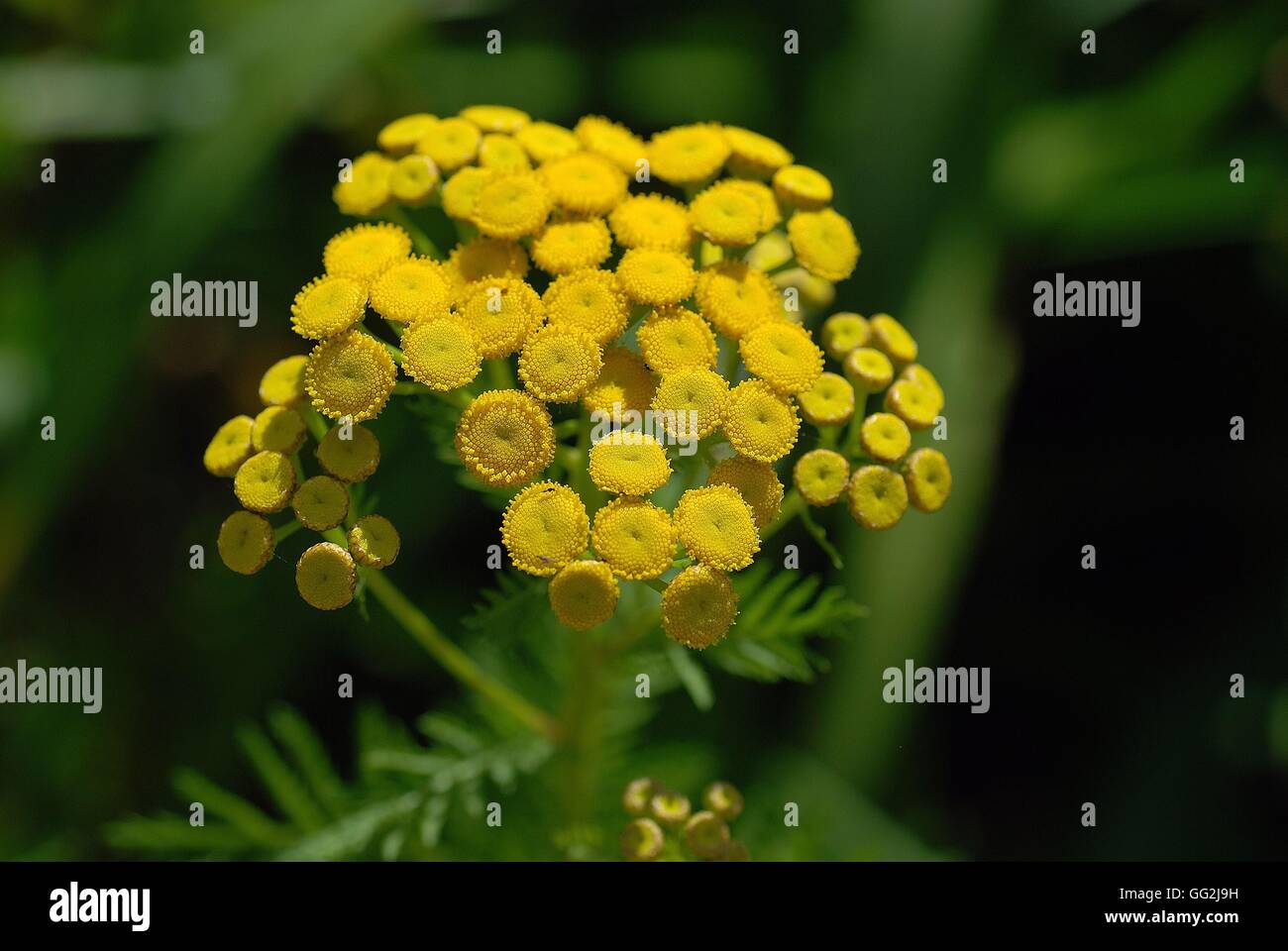 Tanacetum vulgare (Golden Yellow Tansy Stock Photo - Alamy