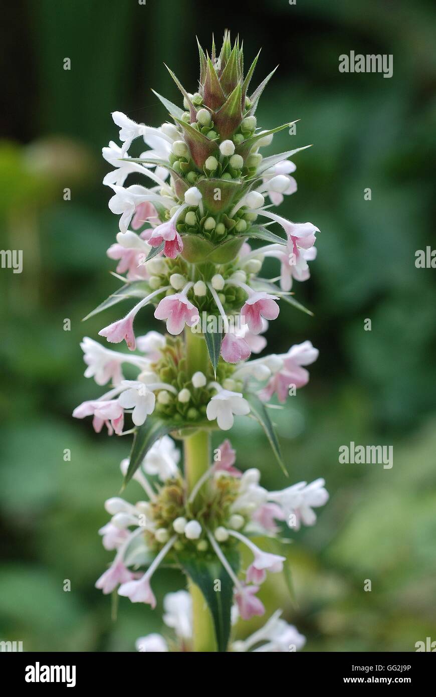 Morina longifolia hi-res stock photography and images - Alamy