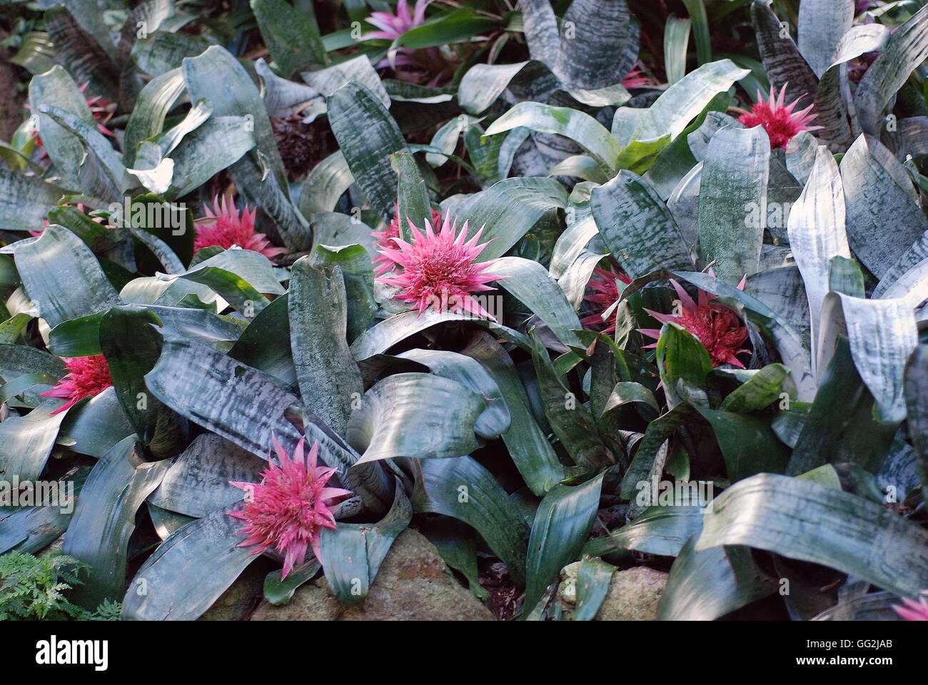 Aechmea fasciata (Bromeliad Stock Photo - Alamy