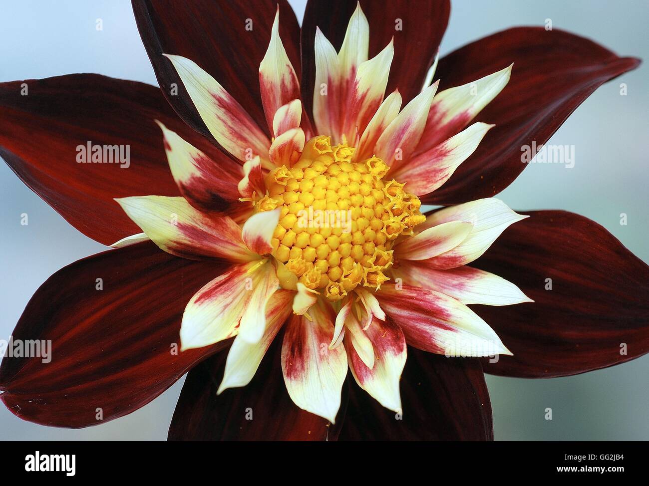 Chimborazo dahlia hi-res stock photography and images - Alamy