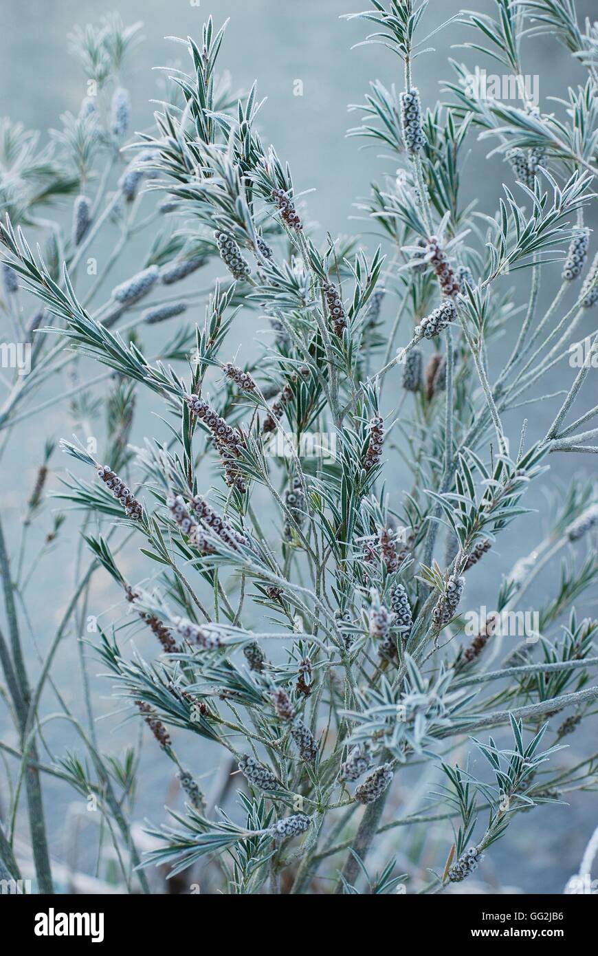Bottle brush in winter (Callistemon Stock Photo - Alamy