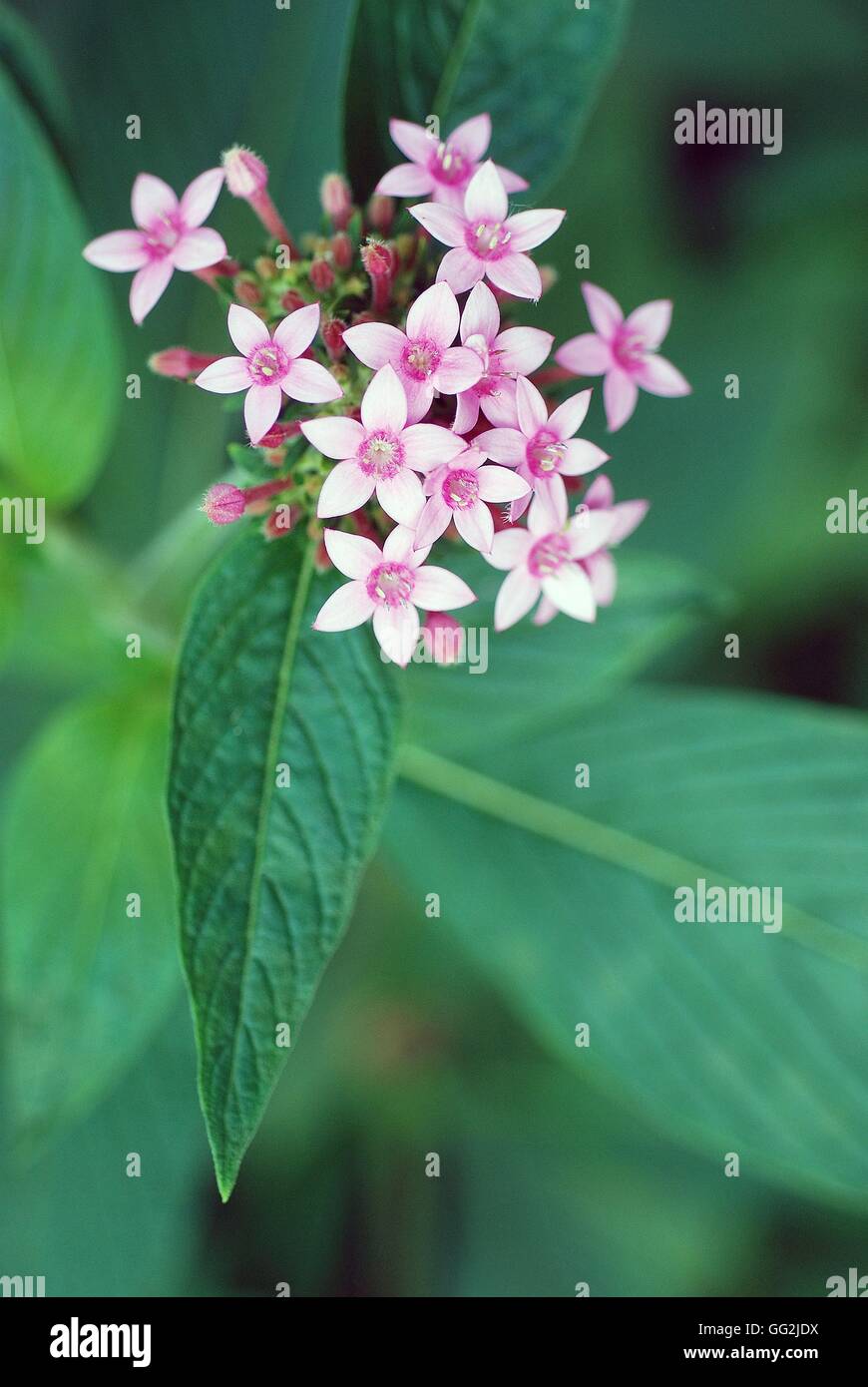 Pentas lanceolata (Egyptian Star Stock Photo - Alamy