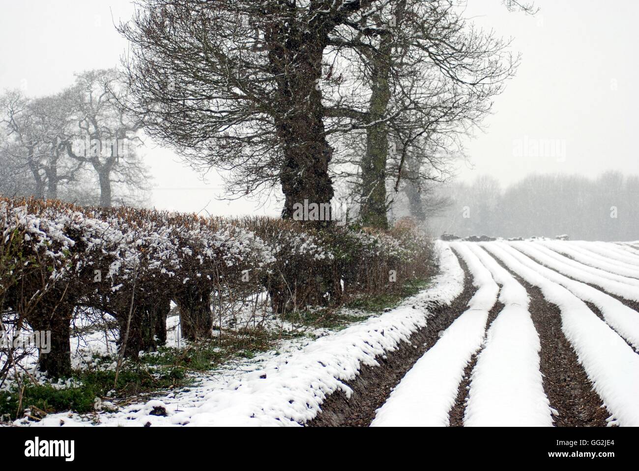 Snowy landscape, Great Britain Stock Photo - Alamy