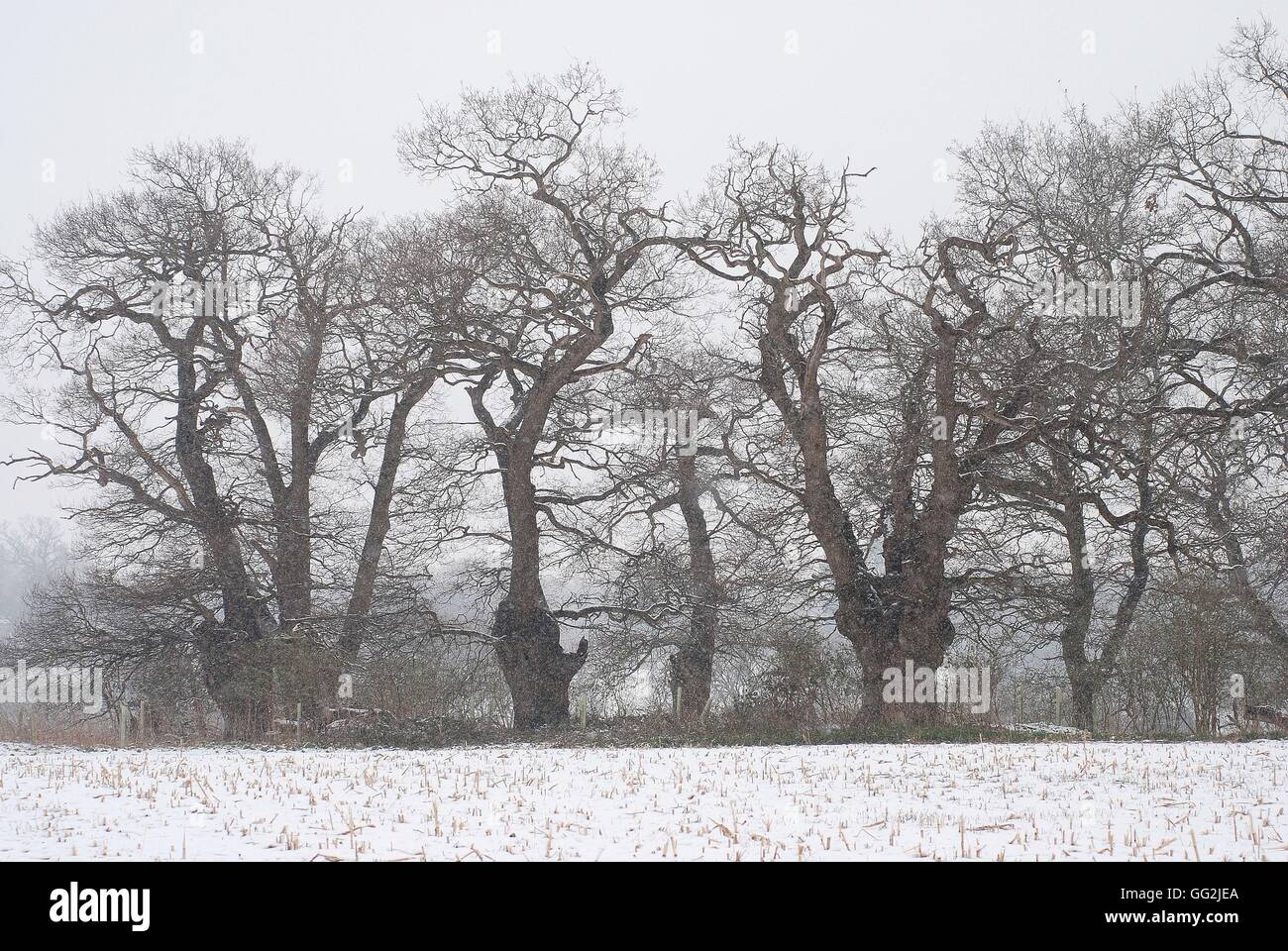 Snowy landscape, Great Britain Stock Photo - Alamy