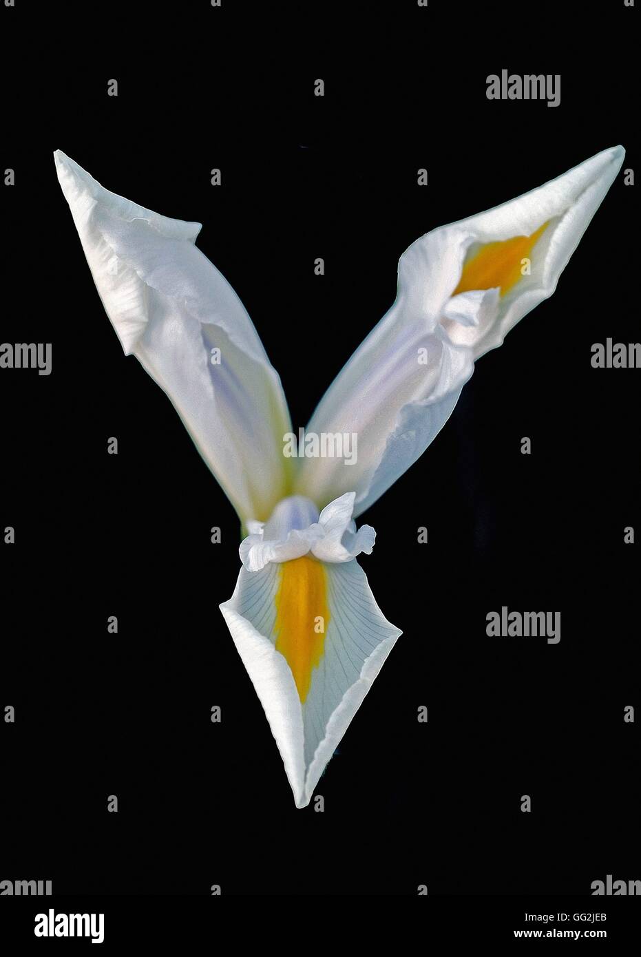 Triangle iris hi-res stock photography and images - Alamy