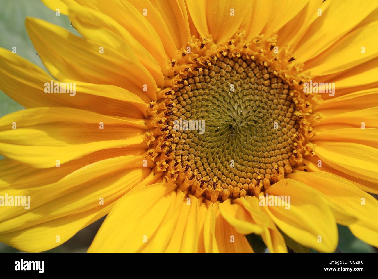 Marsh sunflower hi-res stock photography and images - Alamy