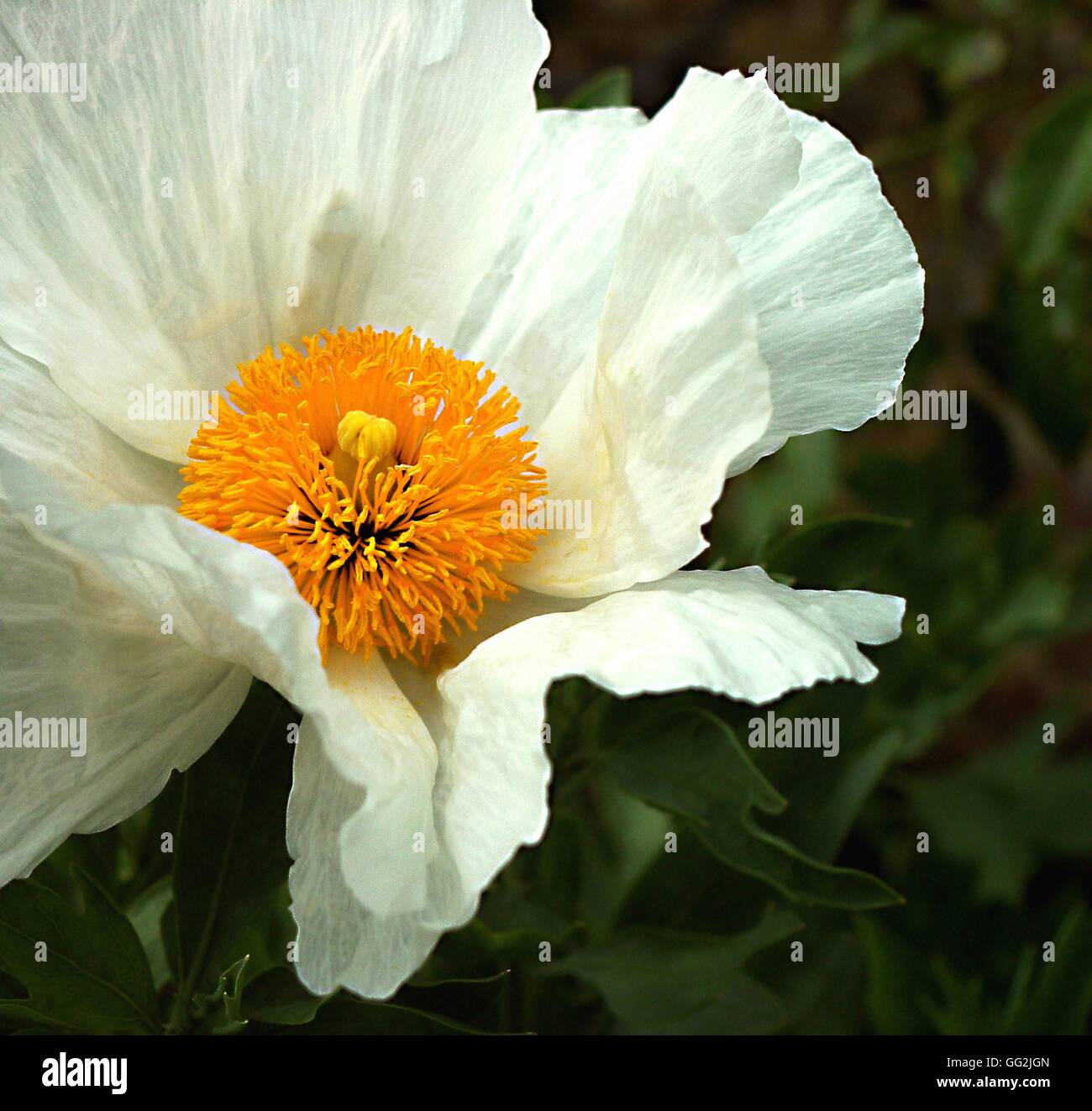 Cup shaped yellow flowers hi-res stock photography and images - Alamy