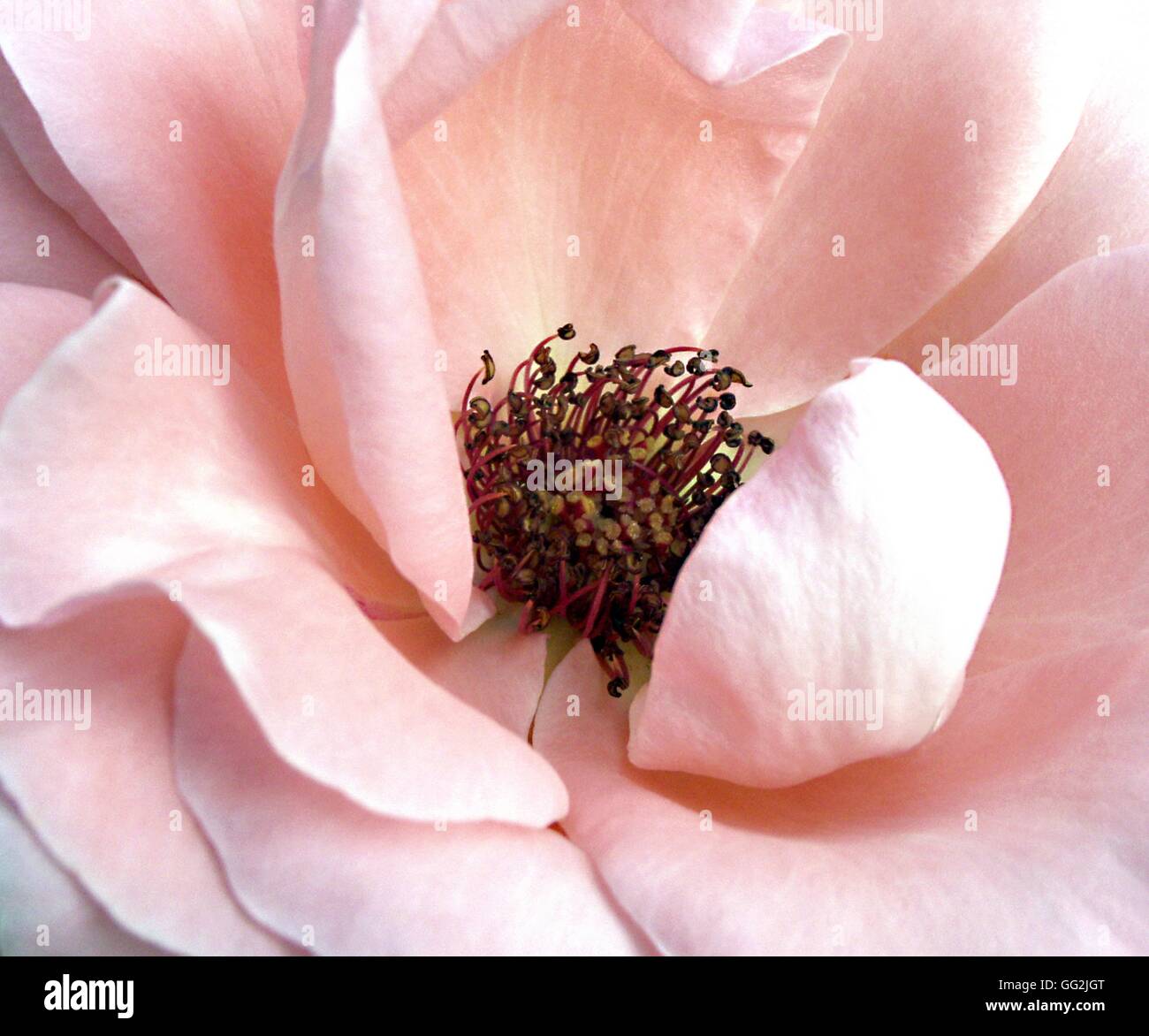 Soft pink rose showing the central boss of stamens Stock Photo - Alamy