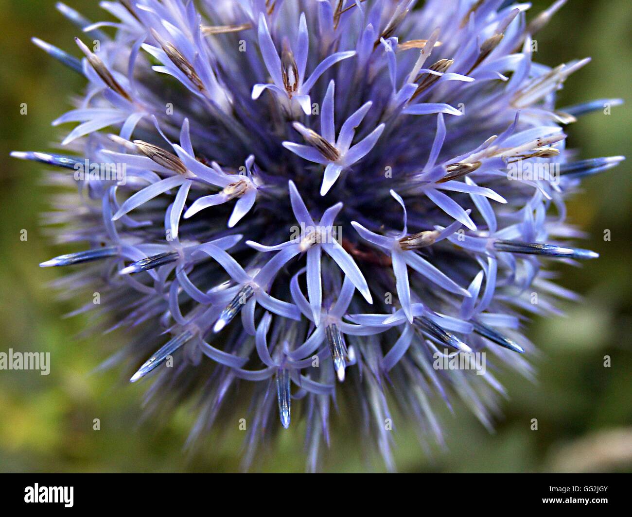 Spherical flowerheads hi-res stock photography and images - Alamy