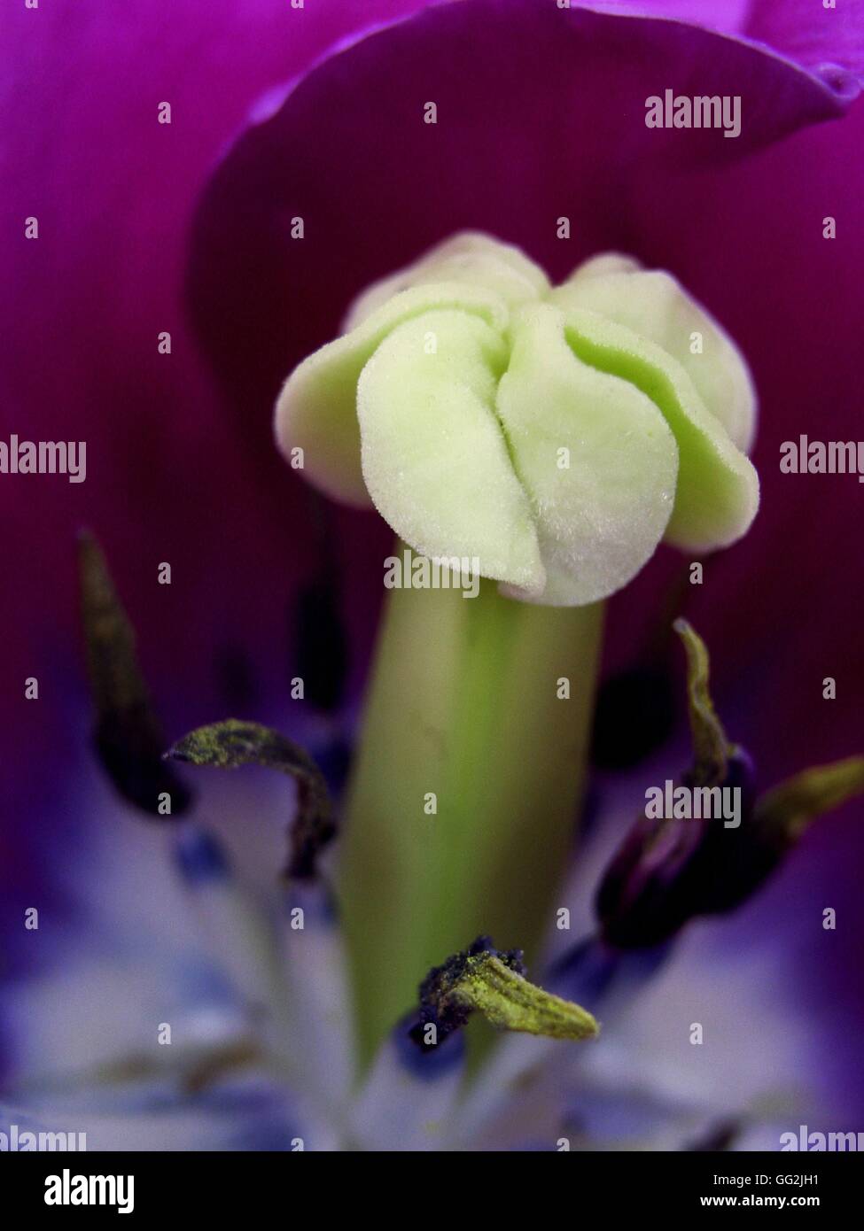 The anther of a Parrot tulip, a lobed structure consisting of pollen ...
