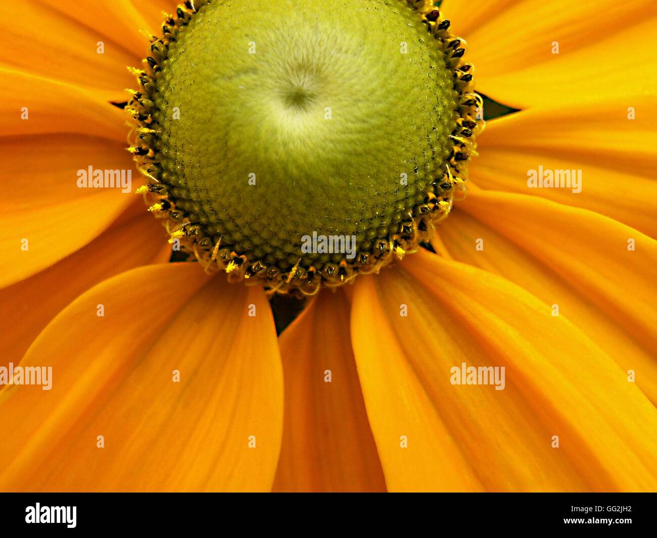 Rudbeckia. Also known as the Coneflower. Daisy-like flowerheads with ...