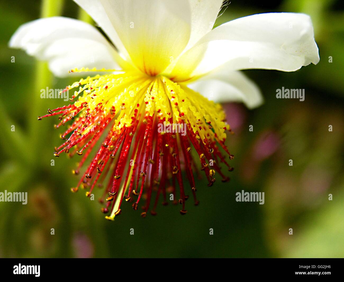 Sparrmannia africana. (macro). Also known as African hemp. Has white ...