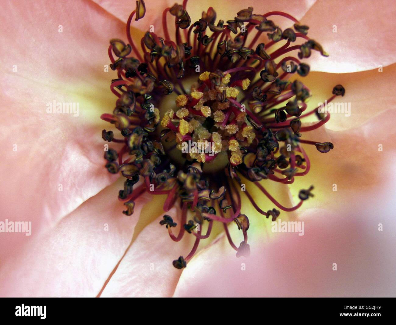 Stamens of a Shell pink rose. (macro Stock Photo - Alamy