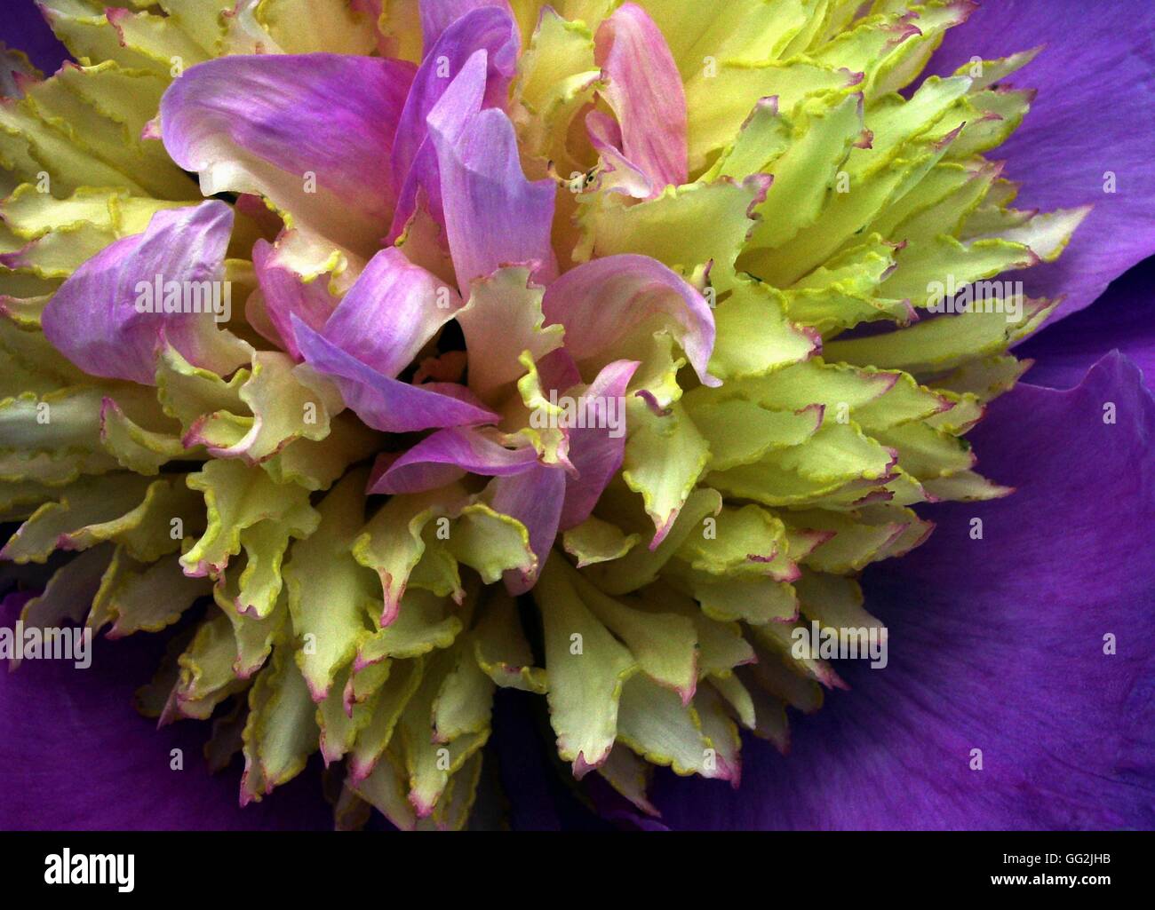 Flower with a crowded central boss of inner petals with frilled edges ...