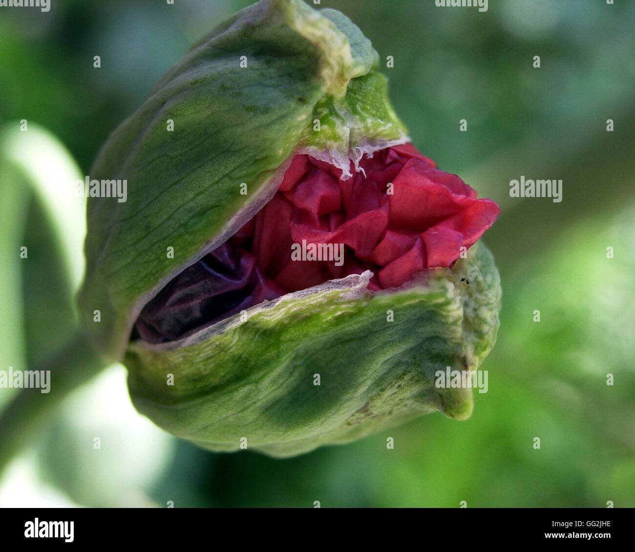 Opium Poppy flower emerging. (macro Stock Photo - Alamy