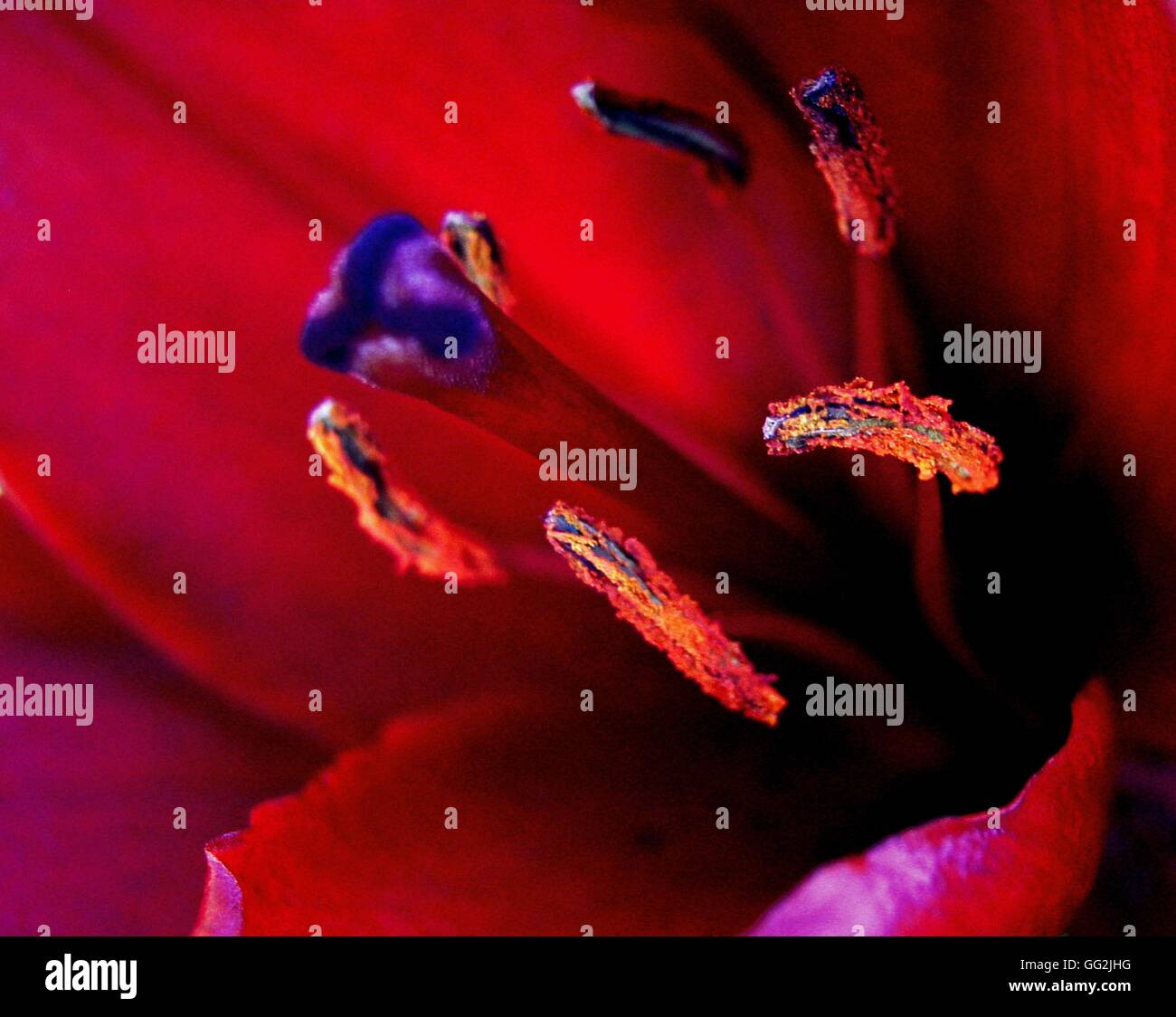 Pollen on lily stamens. (macro Stock Photo - Alamy