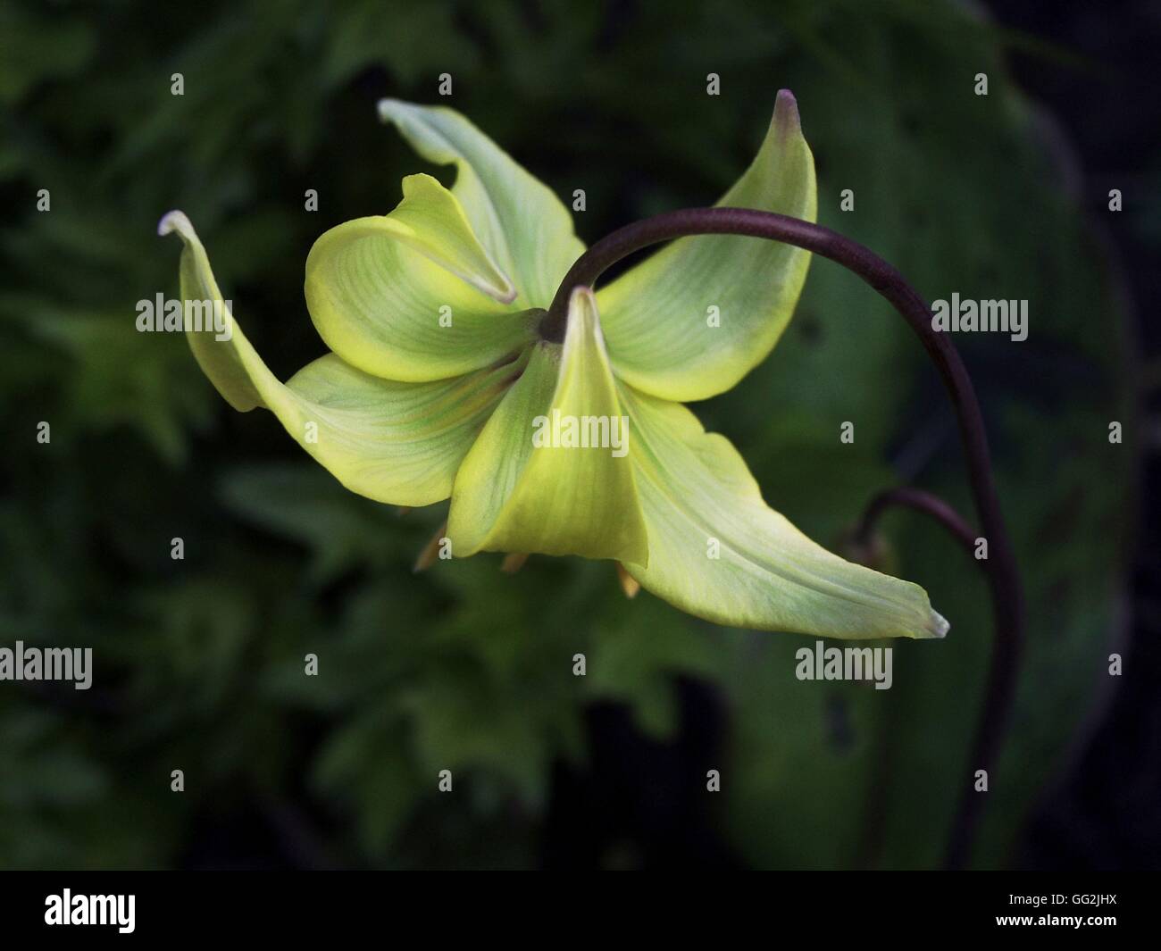 Erythronium americanum. Also known as the Yellow adder's tonge, the Dog ...