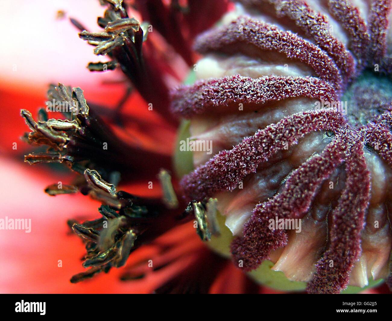 Poppy sideview. (macro Stock Photo - Alamy