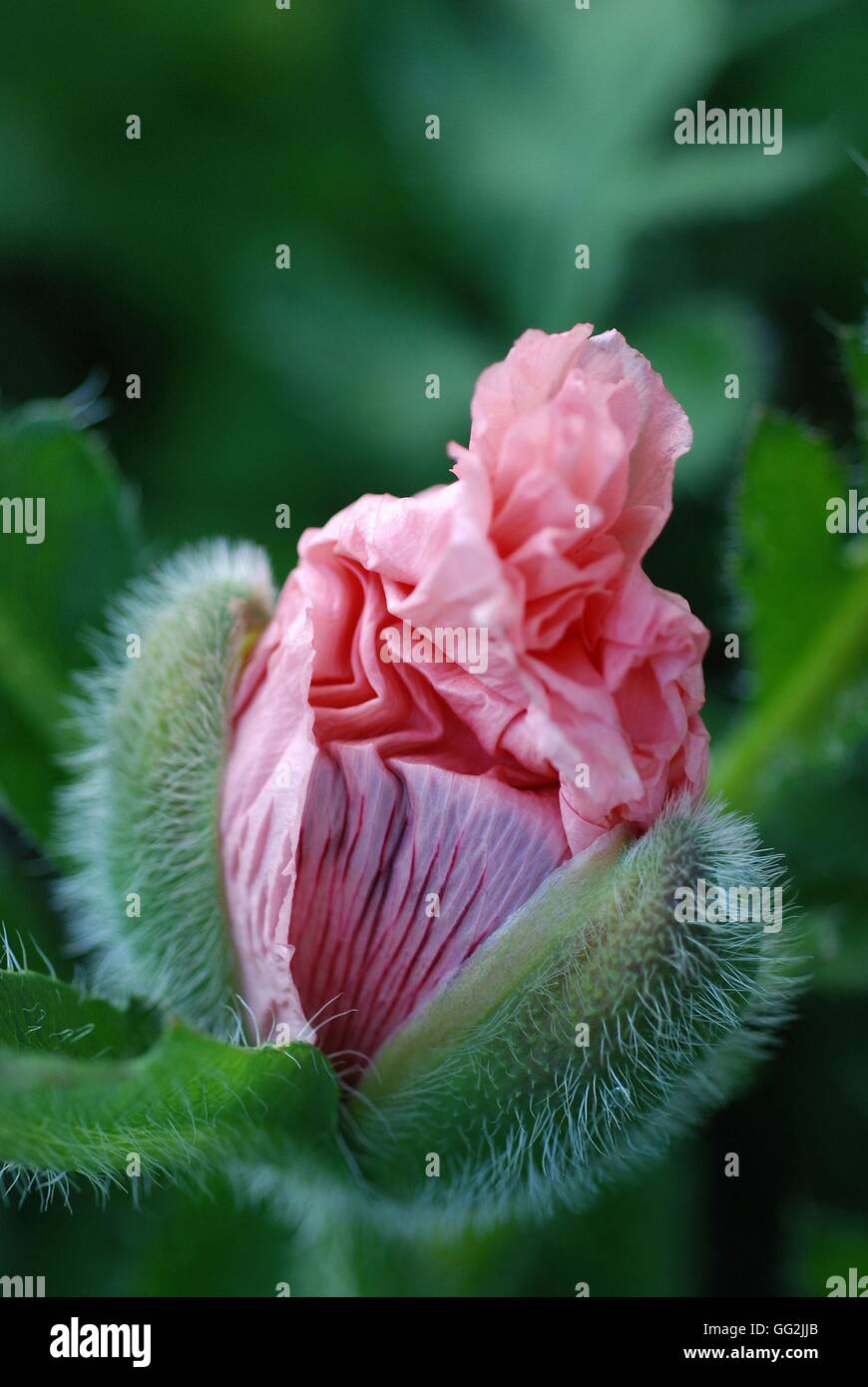 Emerging poppy flower hi-res stock photography and images - Alamy