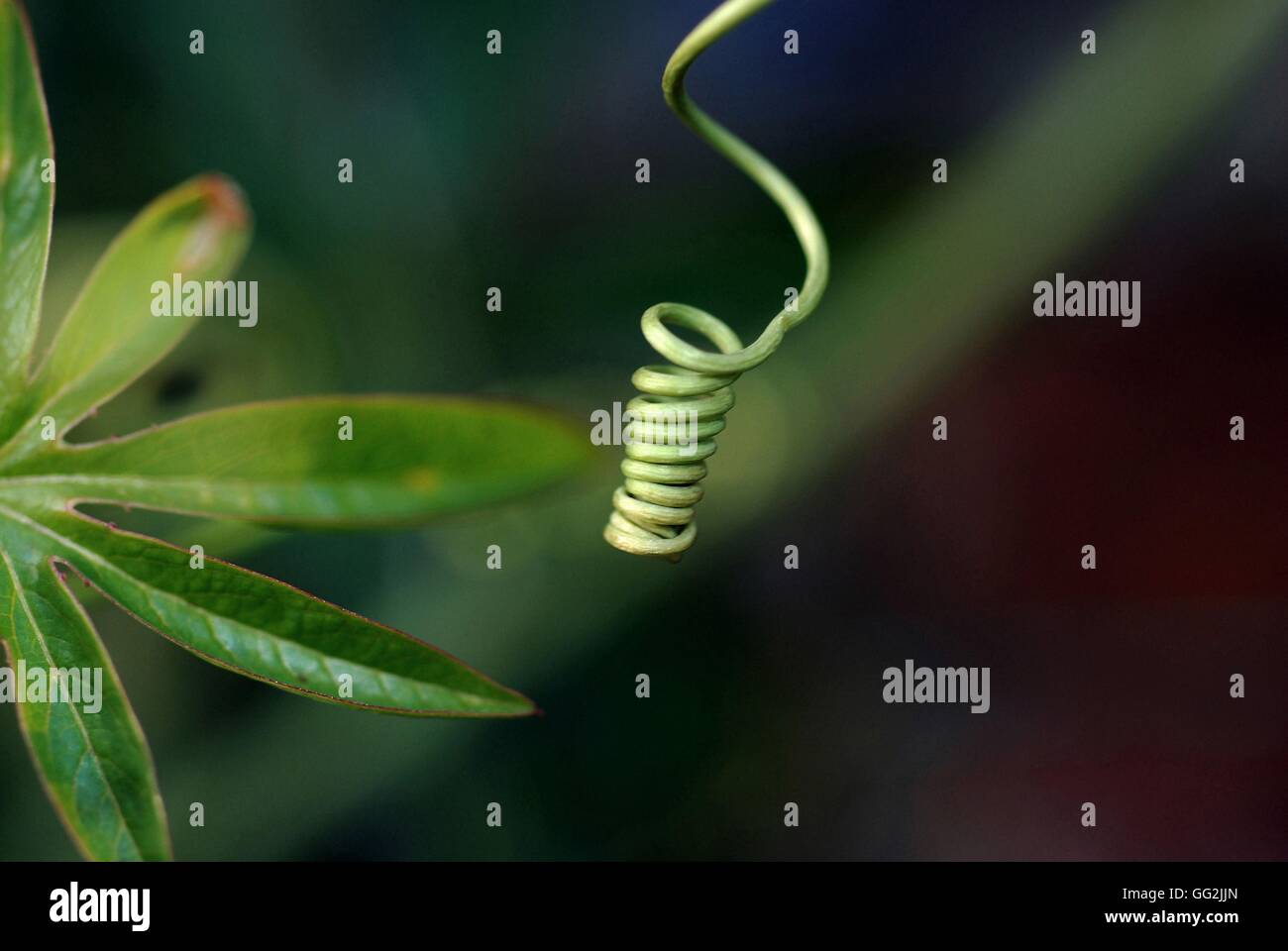 Tendril of the blue Passiflora caerulea. Also know as the Passion ...