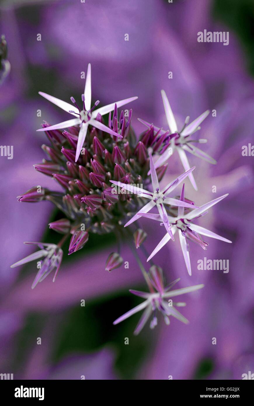 Globe shaped flowers hi-res stock photography and images - Alamy