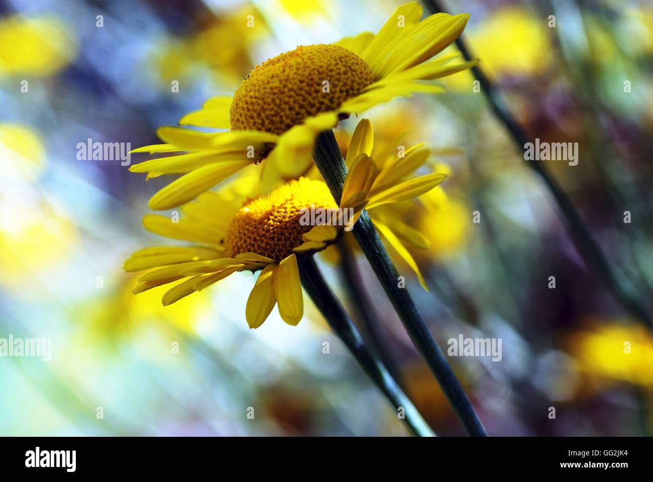 Anthemis tinctoria. Also known as Golden marguerite and Ox-eye ...