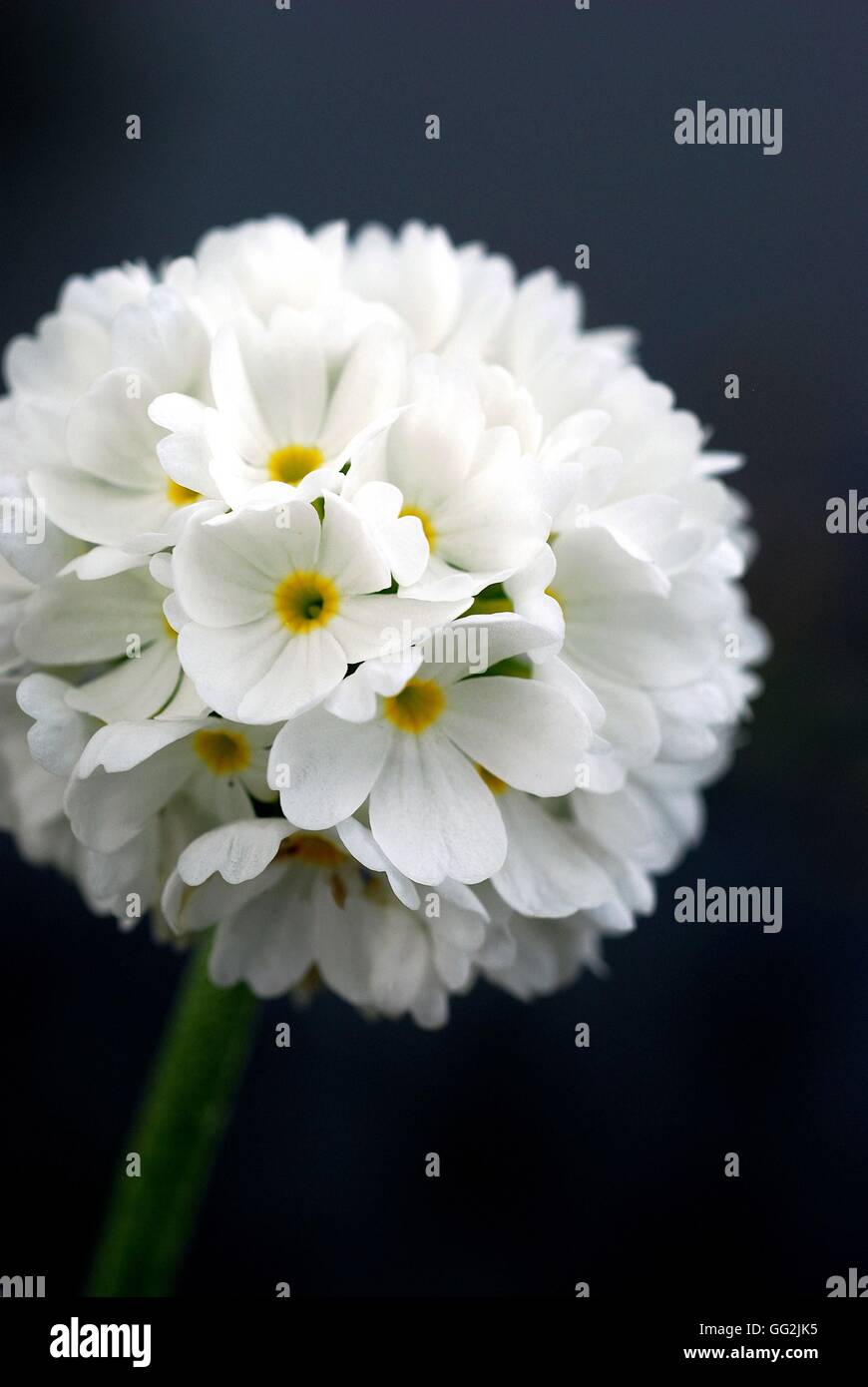 Primula denticulata var. Alba Also known as the drumstick primula, they ...