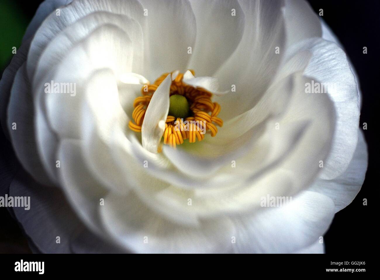 Cup-shaped spring flower with pure white silky petals and golden yellow ...