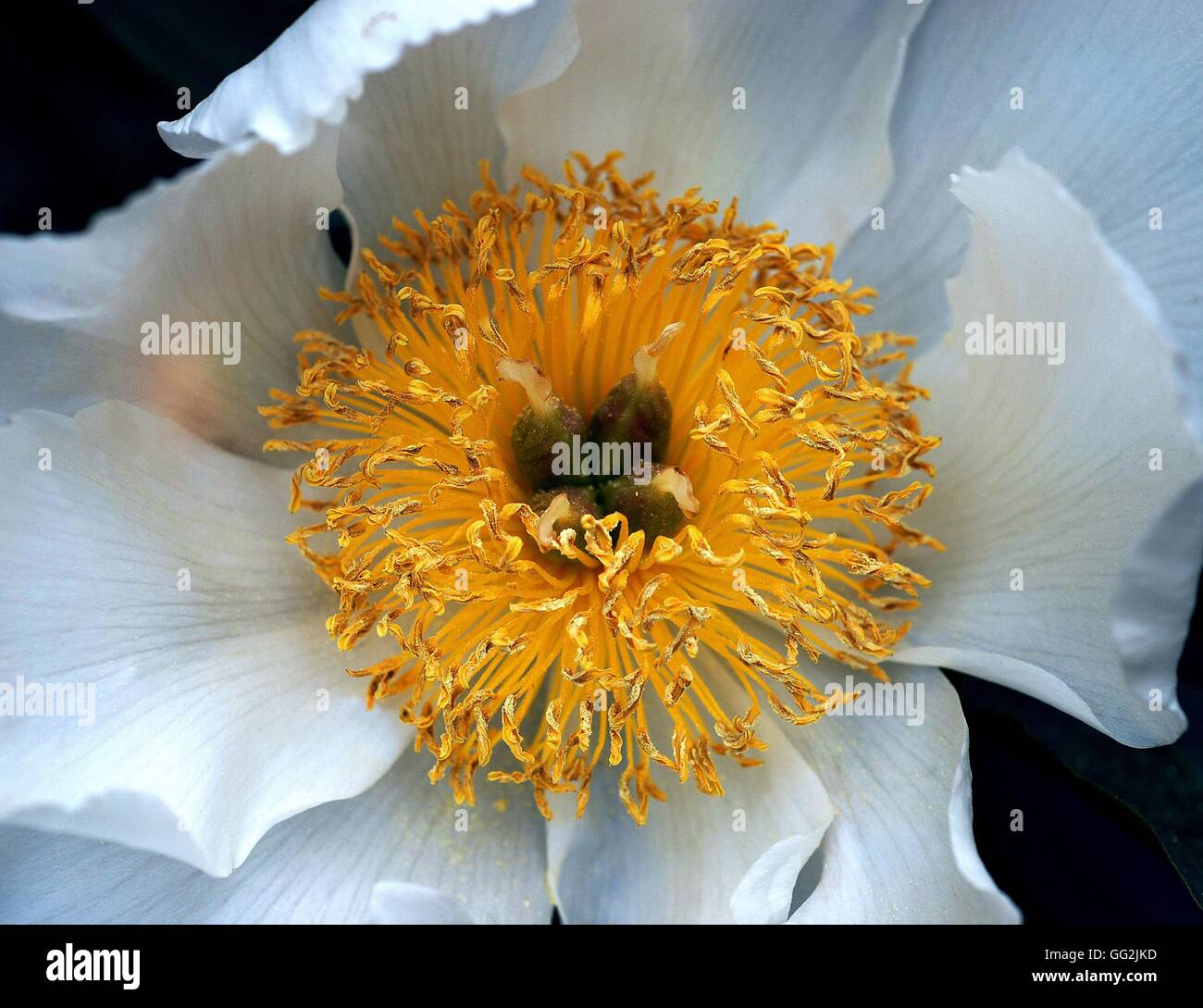 Cup shaped flowers hi-res stock photography and images - Alamy