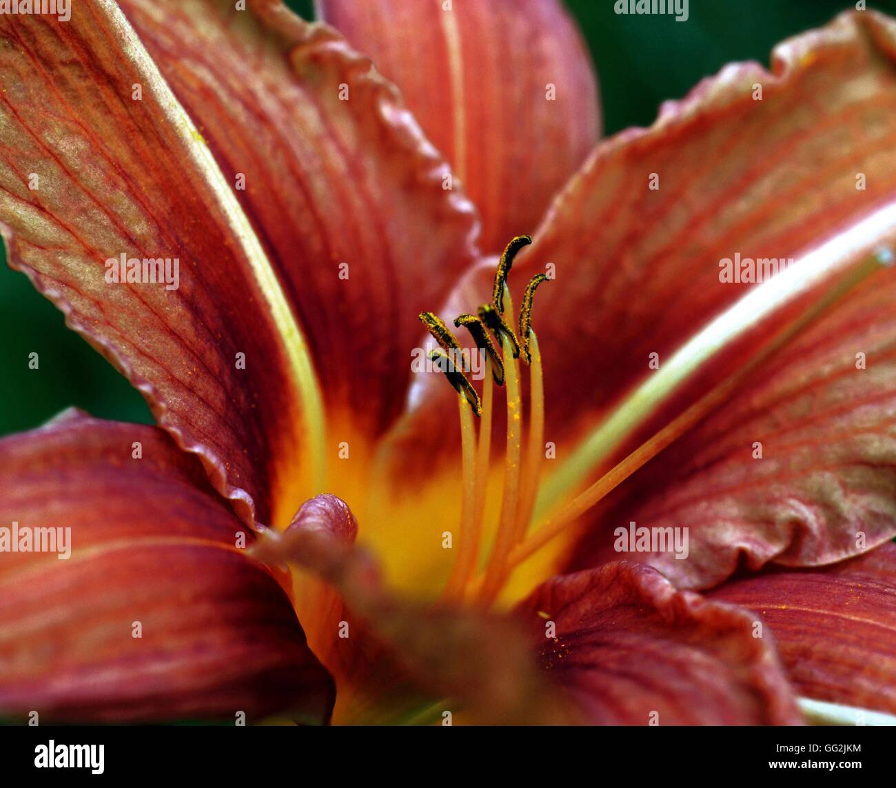 Hemerocallis fulva. Also known as the Daylily. Perennial found at ...