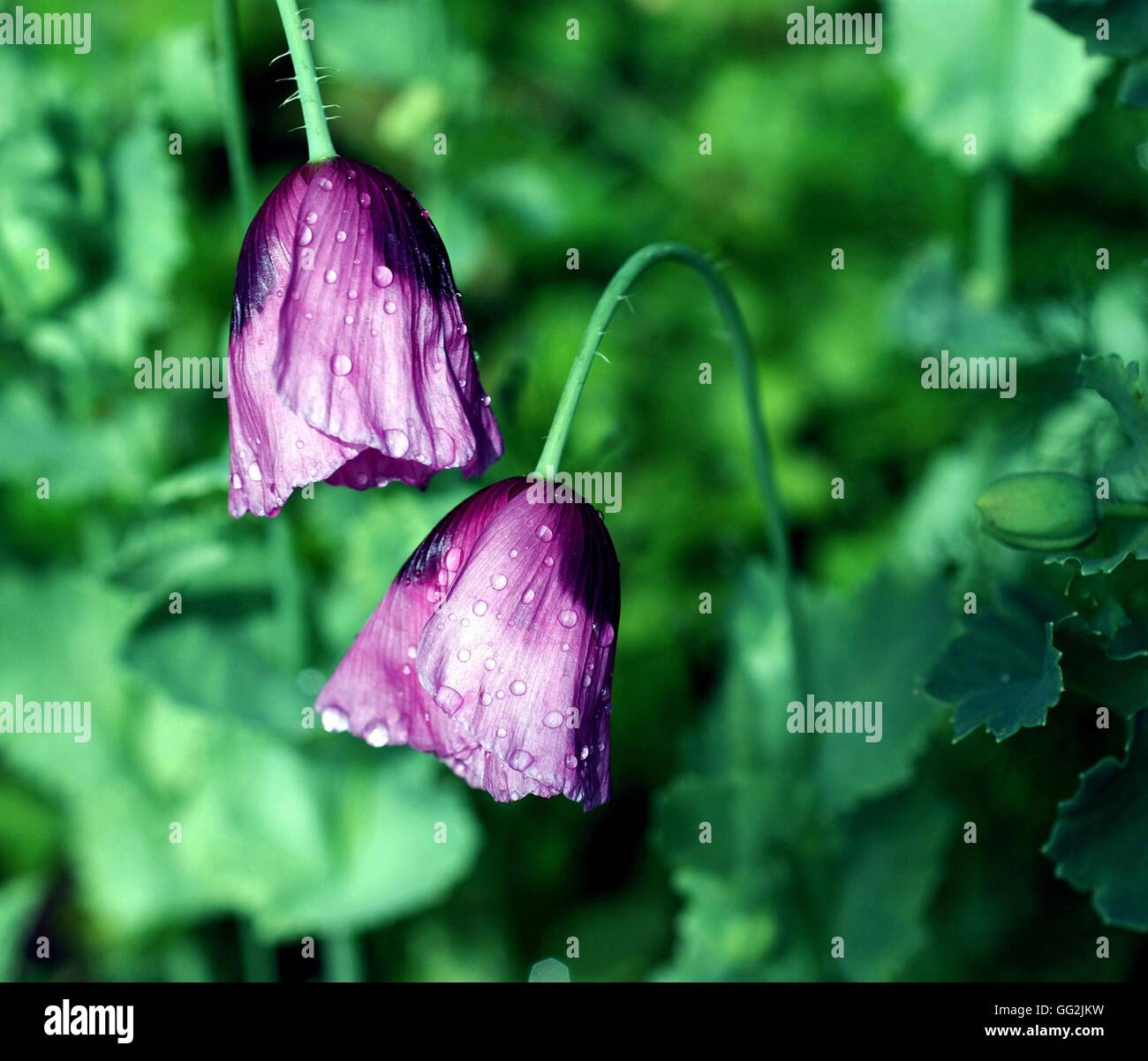 Opium poppies with water drops Stock Photo - Alamy