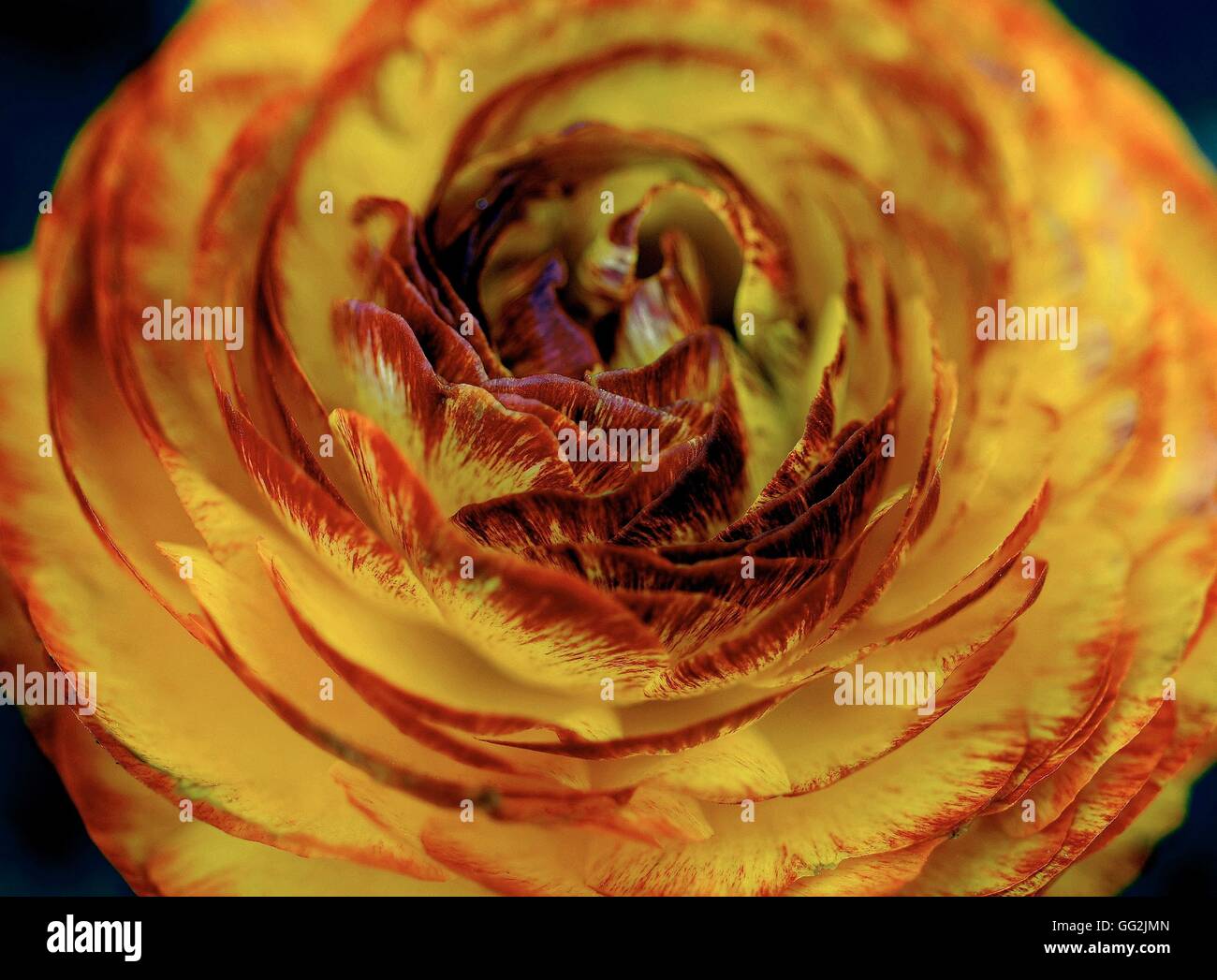 Cup shaped flower hi-res stock photography and images - Alamy