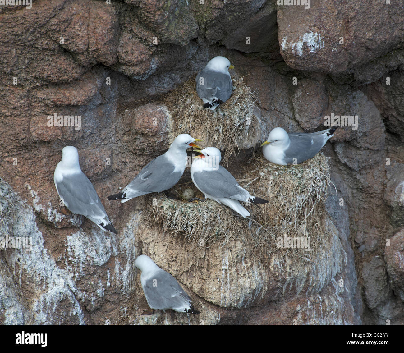 Colony of nesting seabirds Kittiwakes on the Sea Cliffs near Peterhead ...