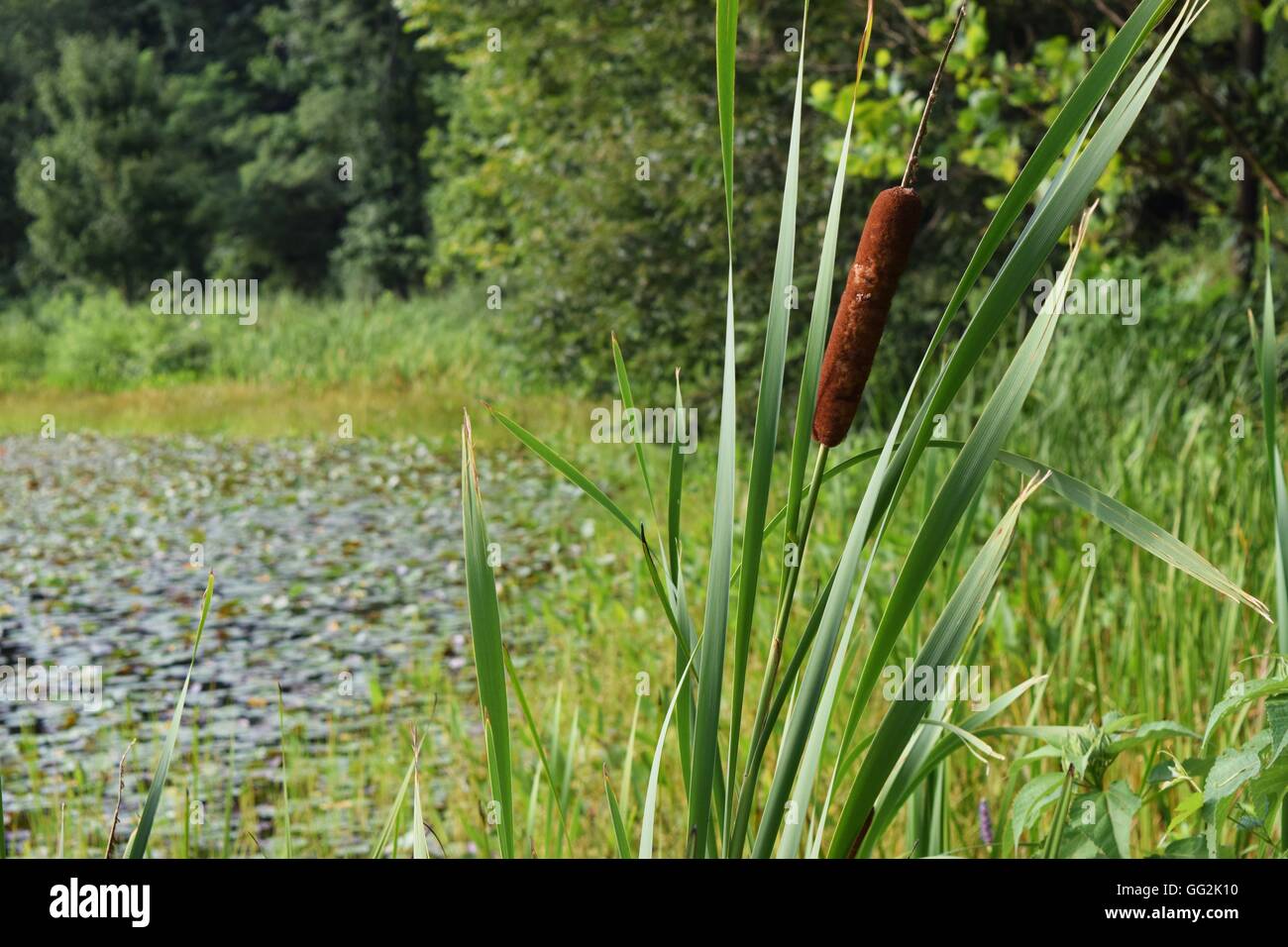 A cattail near a pond Stock Photo - Alamy