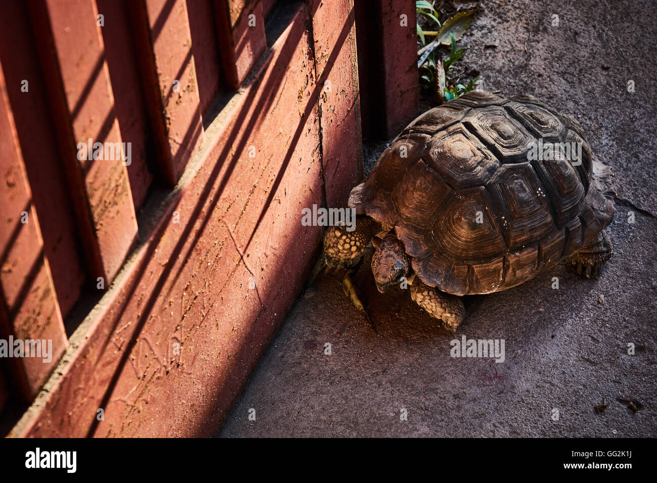 A small turtle exploring the surrounding area Stock Photo - Alamy