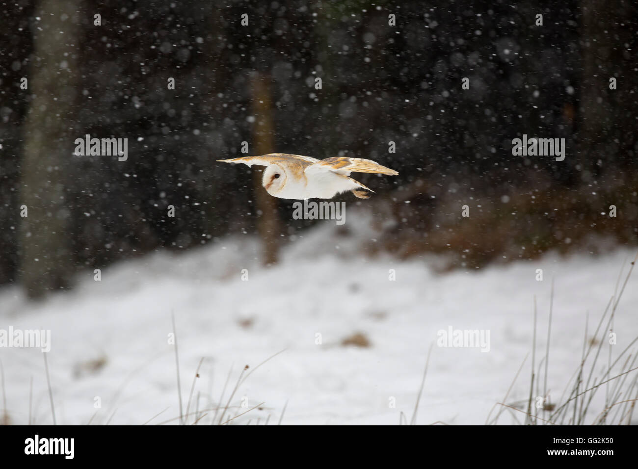 Barn Owl; Tyto alba Single Flying in Snow Scotland; UK Stock Photo - Alamy