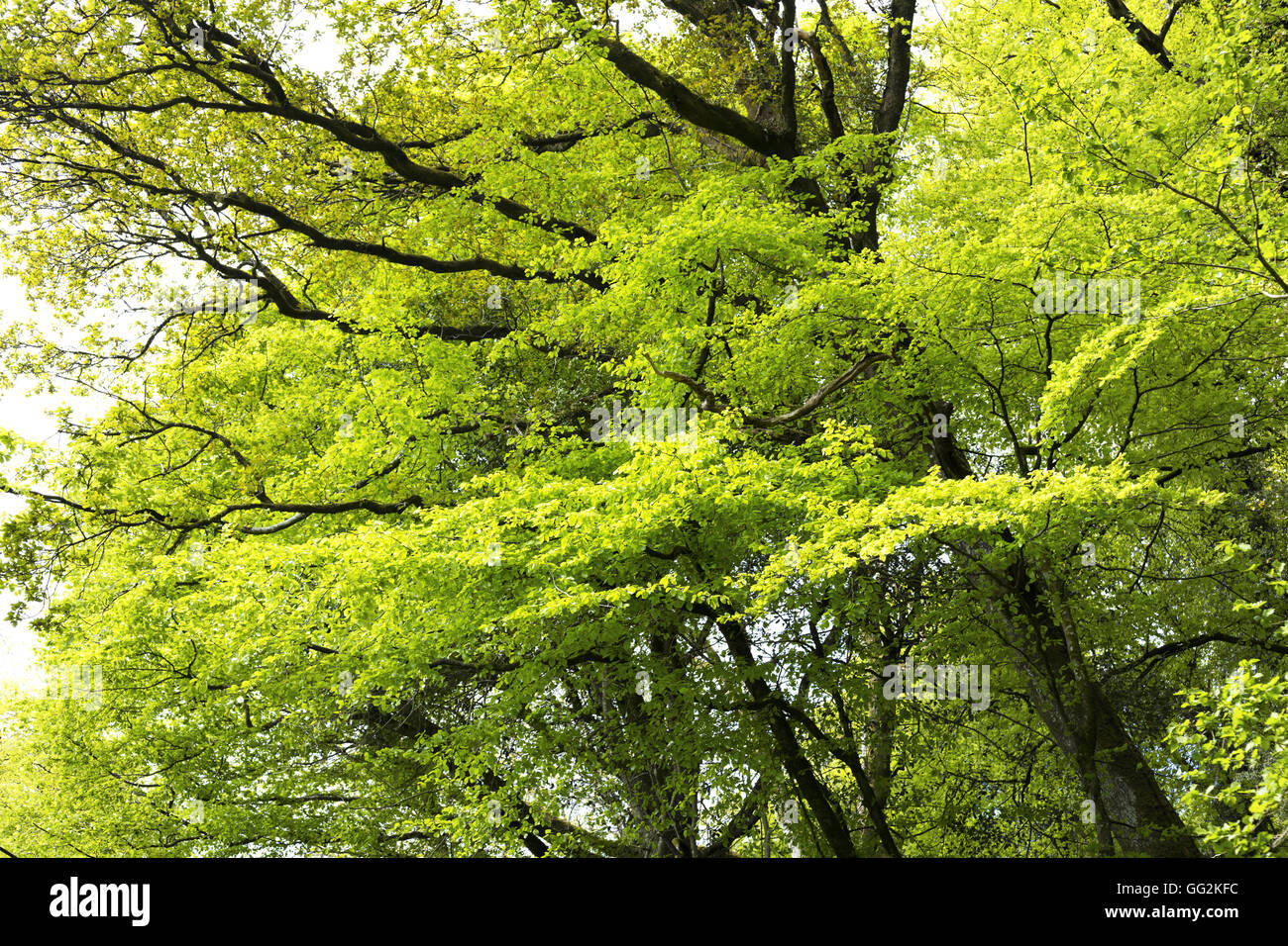 Beautiful tall trees in north Devon England Stock Photo - Alamy