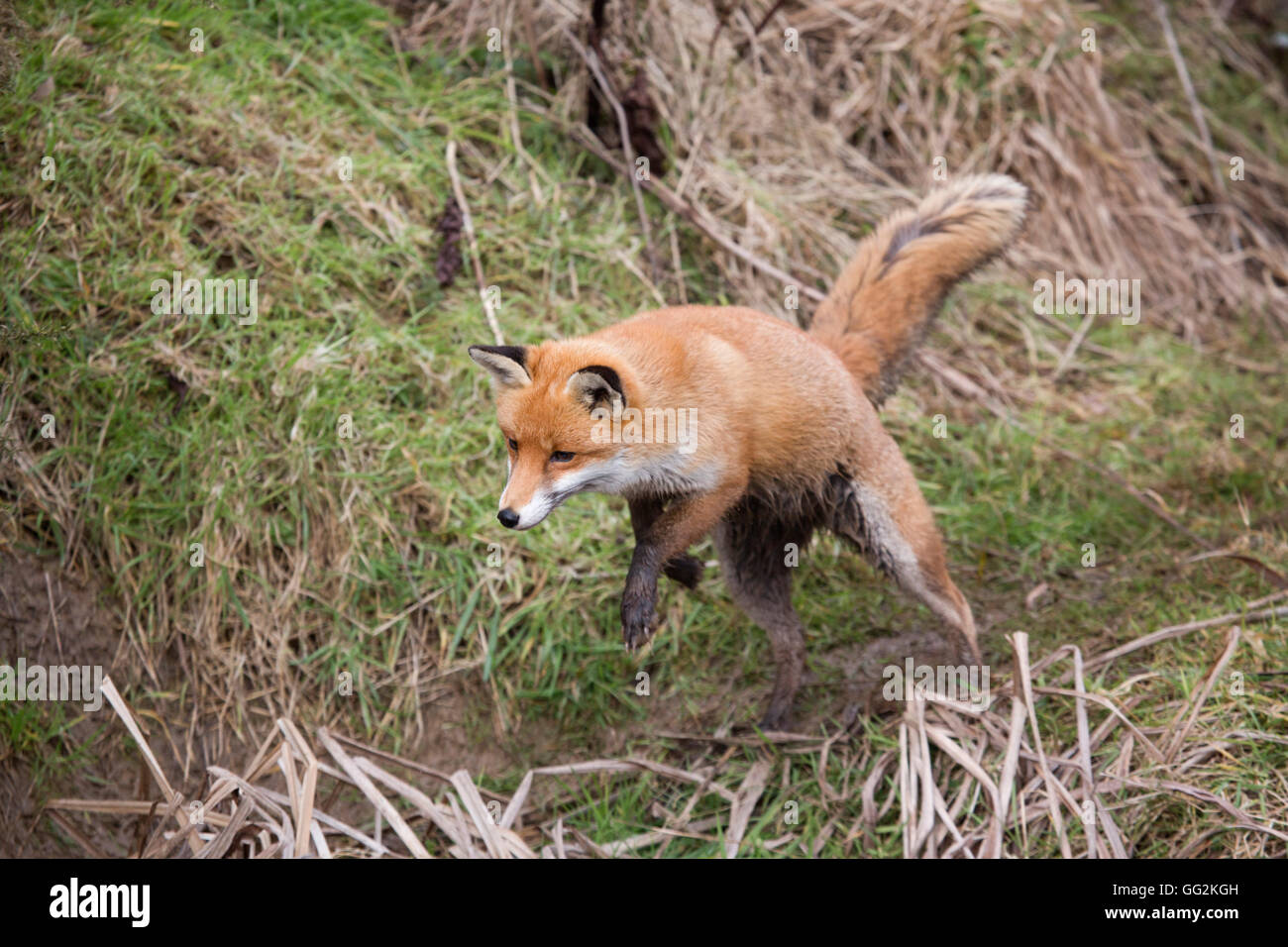 Devon fox hi-res stock photography and images - Alamy