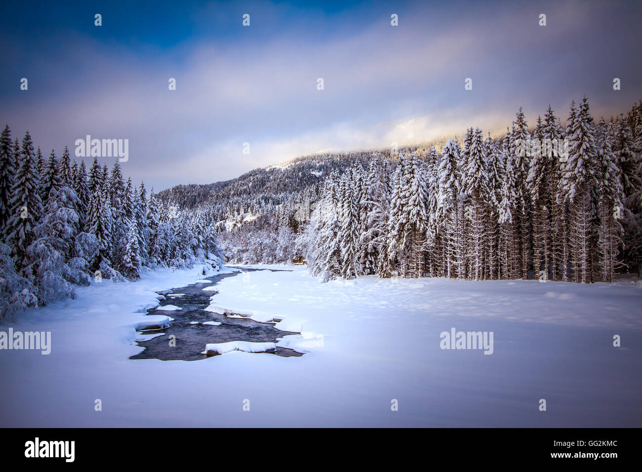 The arctic forest covered hi-res stock photography and images - Alamy