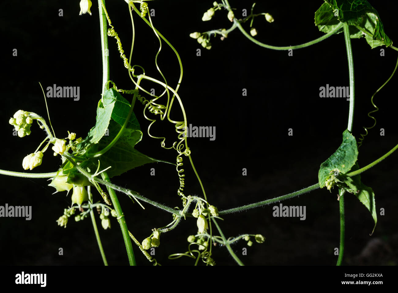 Climbing plants tendrils hi-res stock photography and images - Alamy