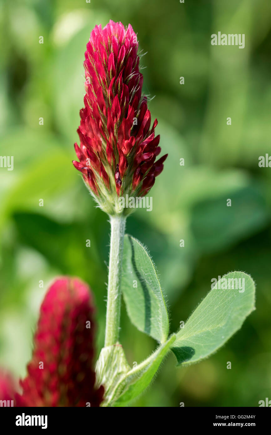 Crimson clover Trifolium incarnatum Stock Photo - Alamy