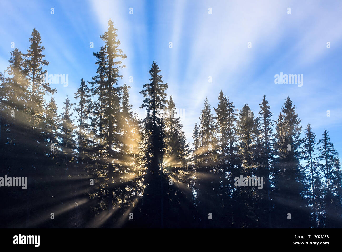 Rays of light coming through trees hi-res stock photography and images ...