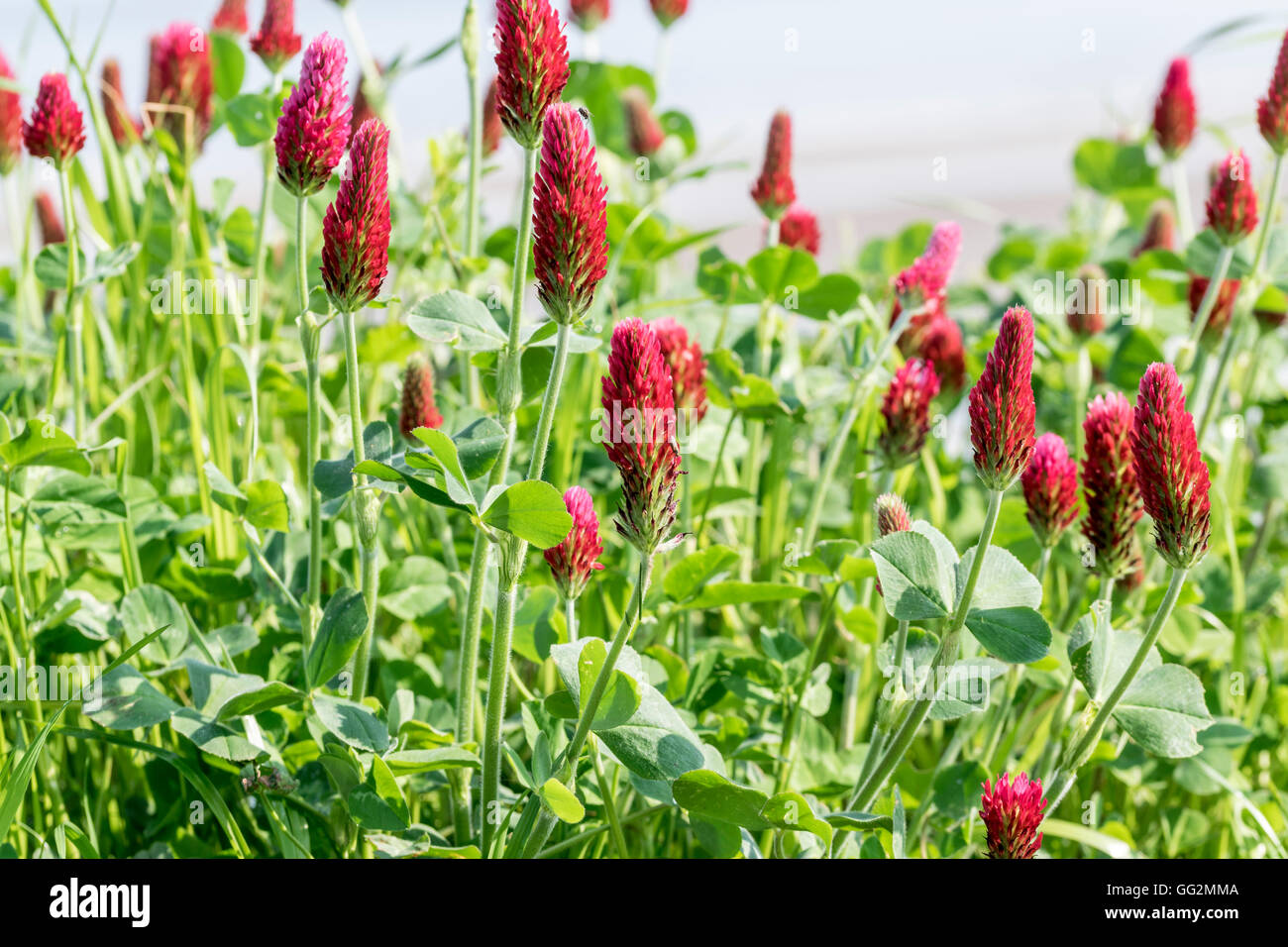 Crimson clover Trifolium incarnatum Stock Photo - Alamy