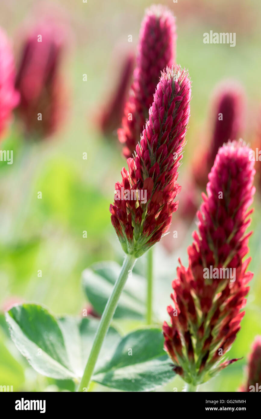 Crimson clover Trifolium incarnatum Stock Photo - Alamy