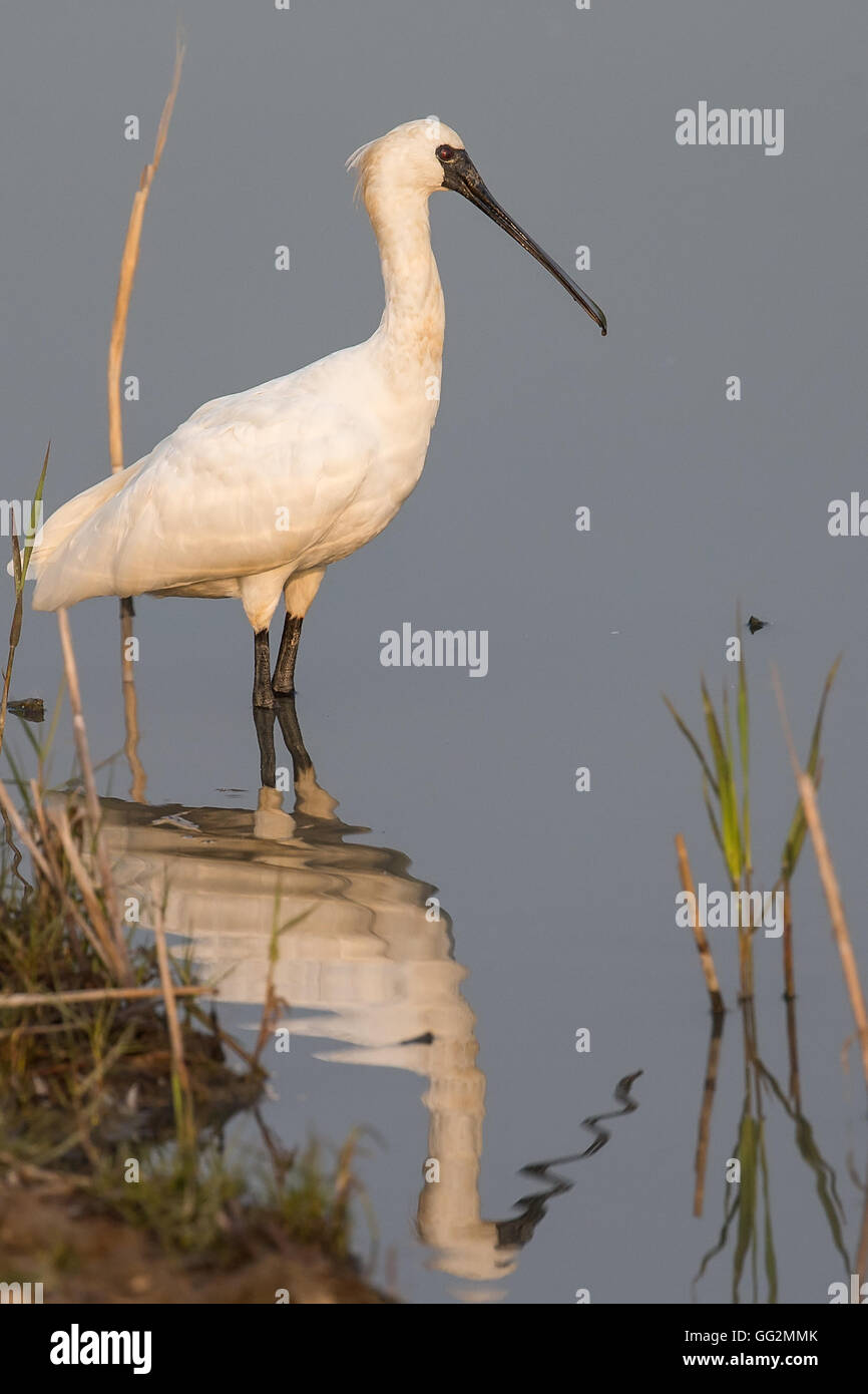 Black faced spoonbill hi-res stock photography and images - Alamy
