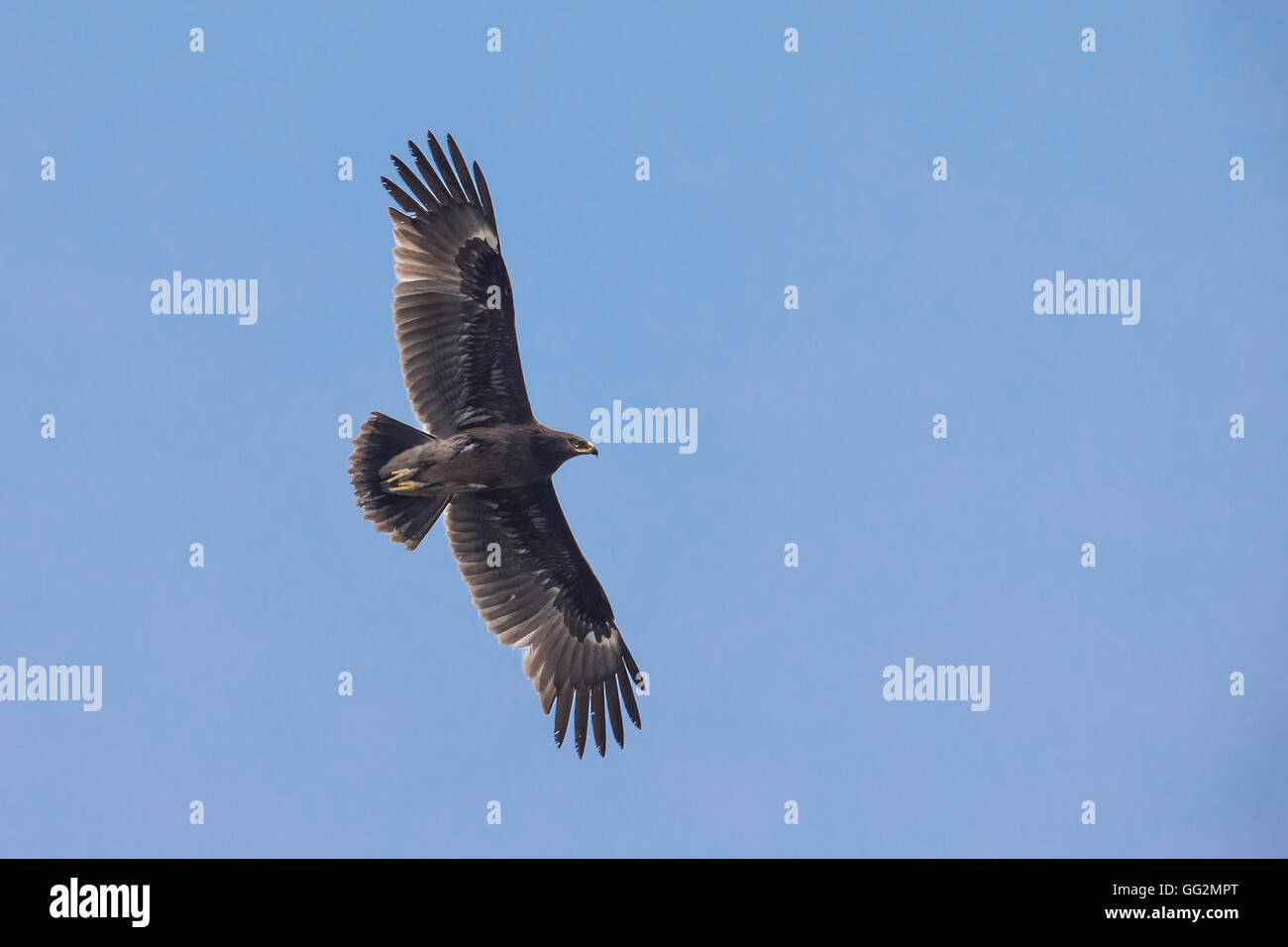 Greater Spotted Eagle flying Stock Photo - Alamy