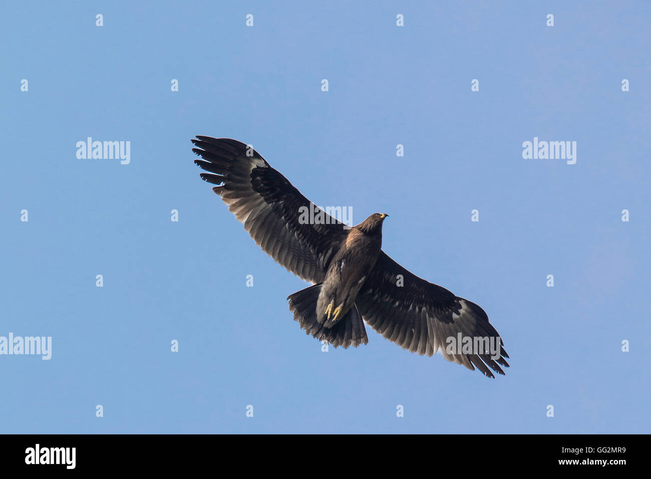 Indian Spotted Eagle Flight