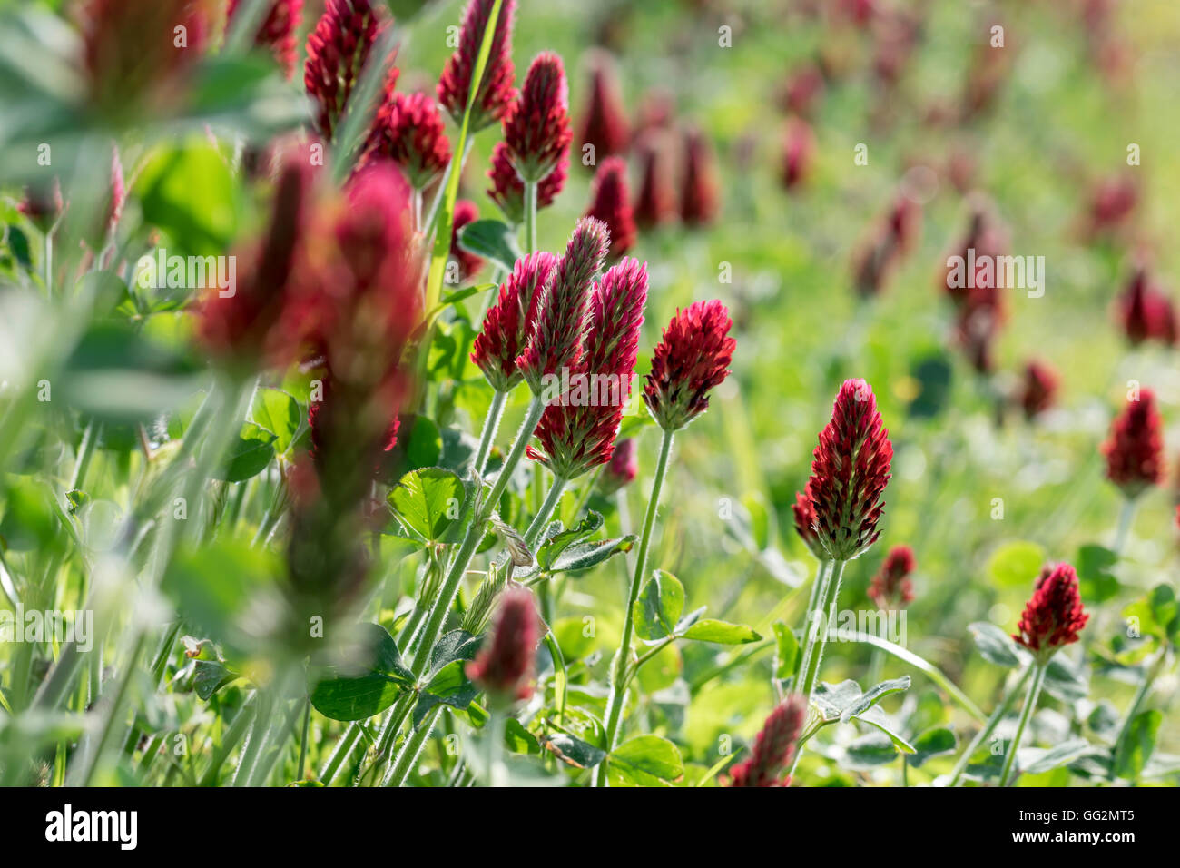 Crimson clover Trifolium incarnatum Stock Photo - Alamy